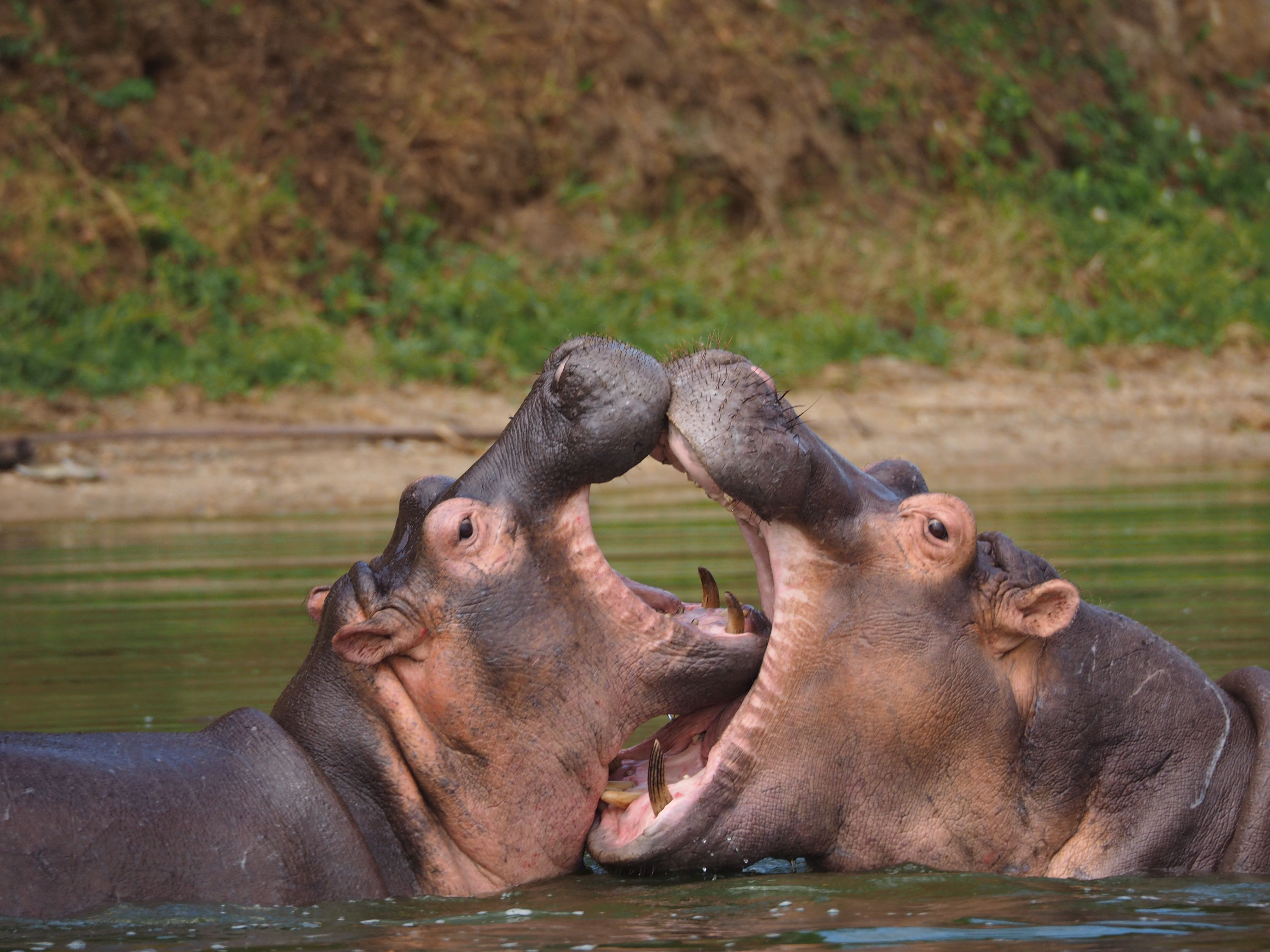 Dramatic Hippos Sparring in Natural Habitat · Free Stock Photo