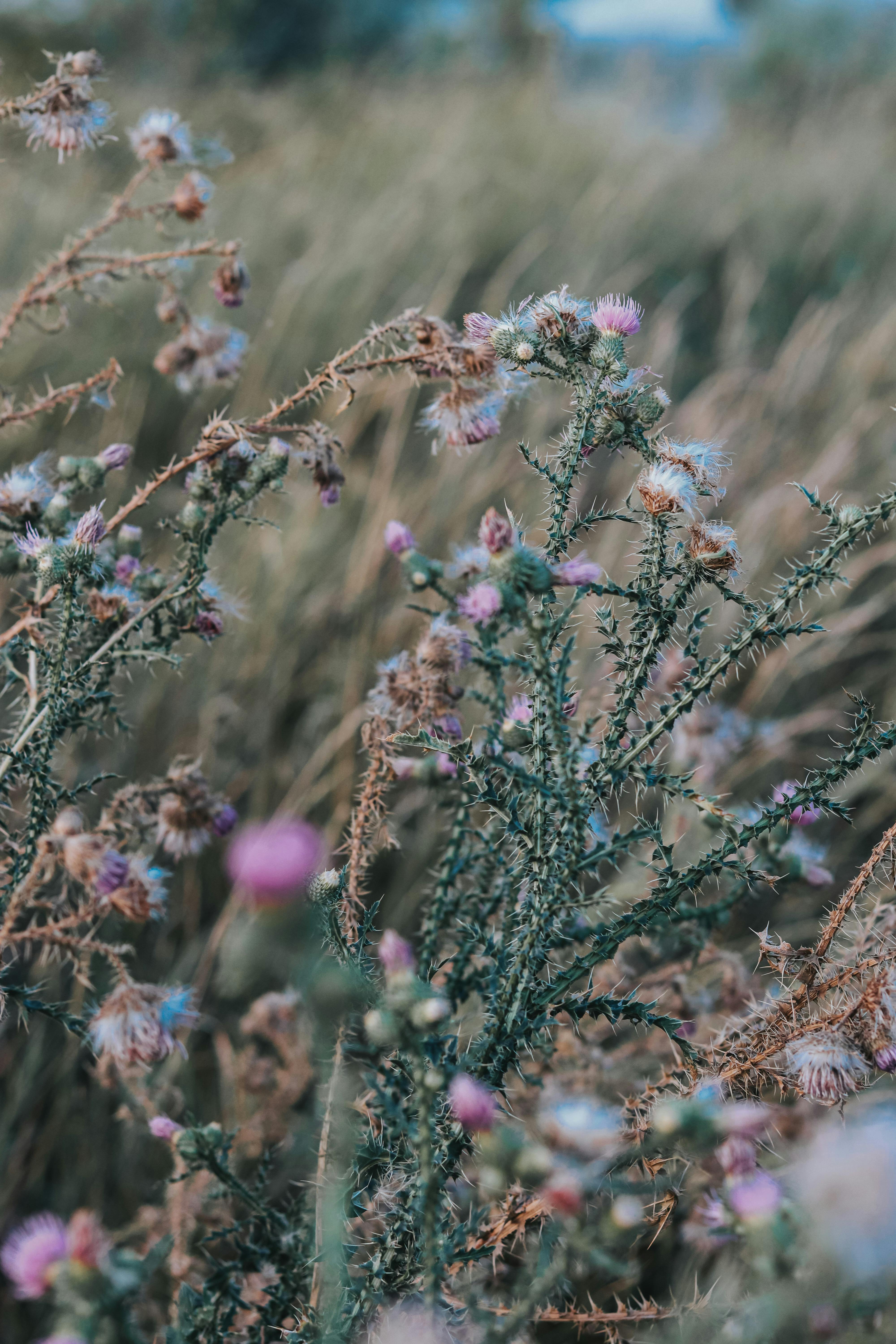 Close-up of Whistle Flowers · Free Stock Photo