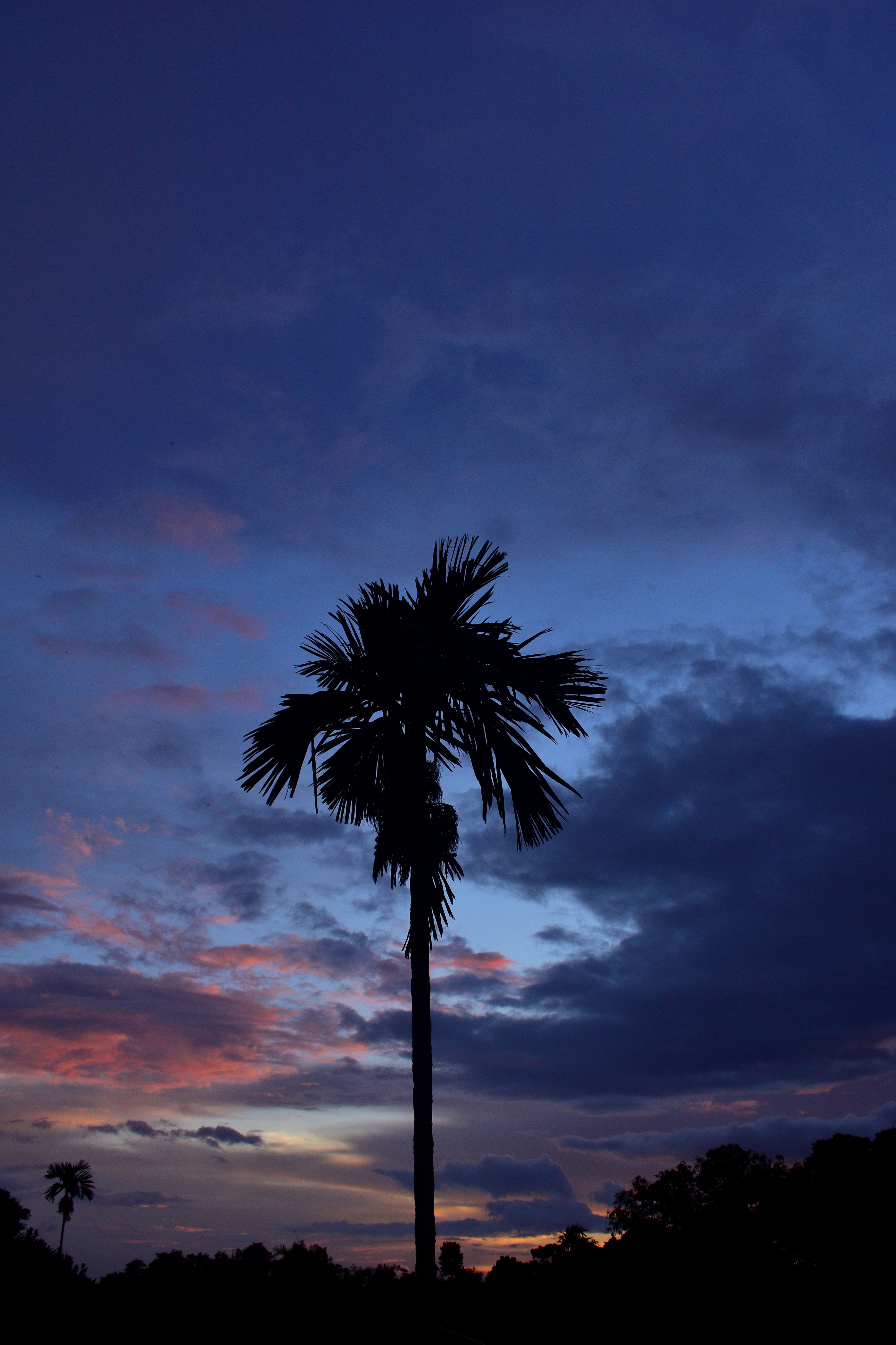 Cloudscape Above the Tree Line · Free Stock Photo