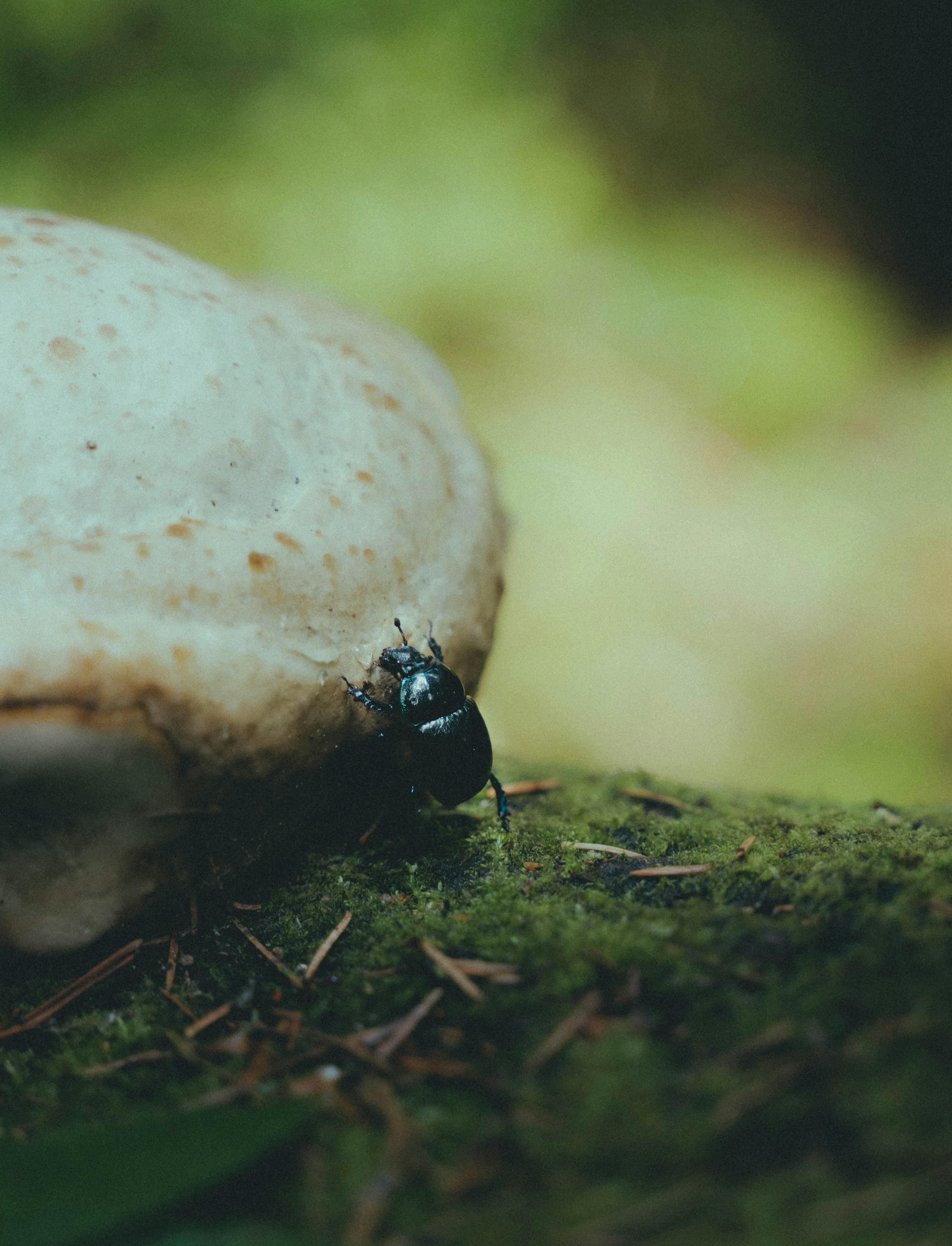Beetle on Mushroom · Free Stock Photo