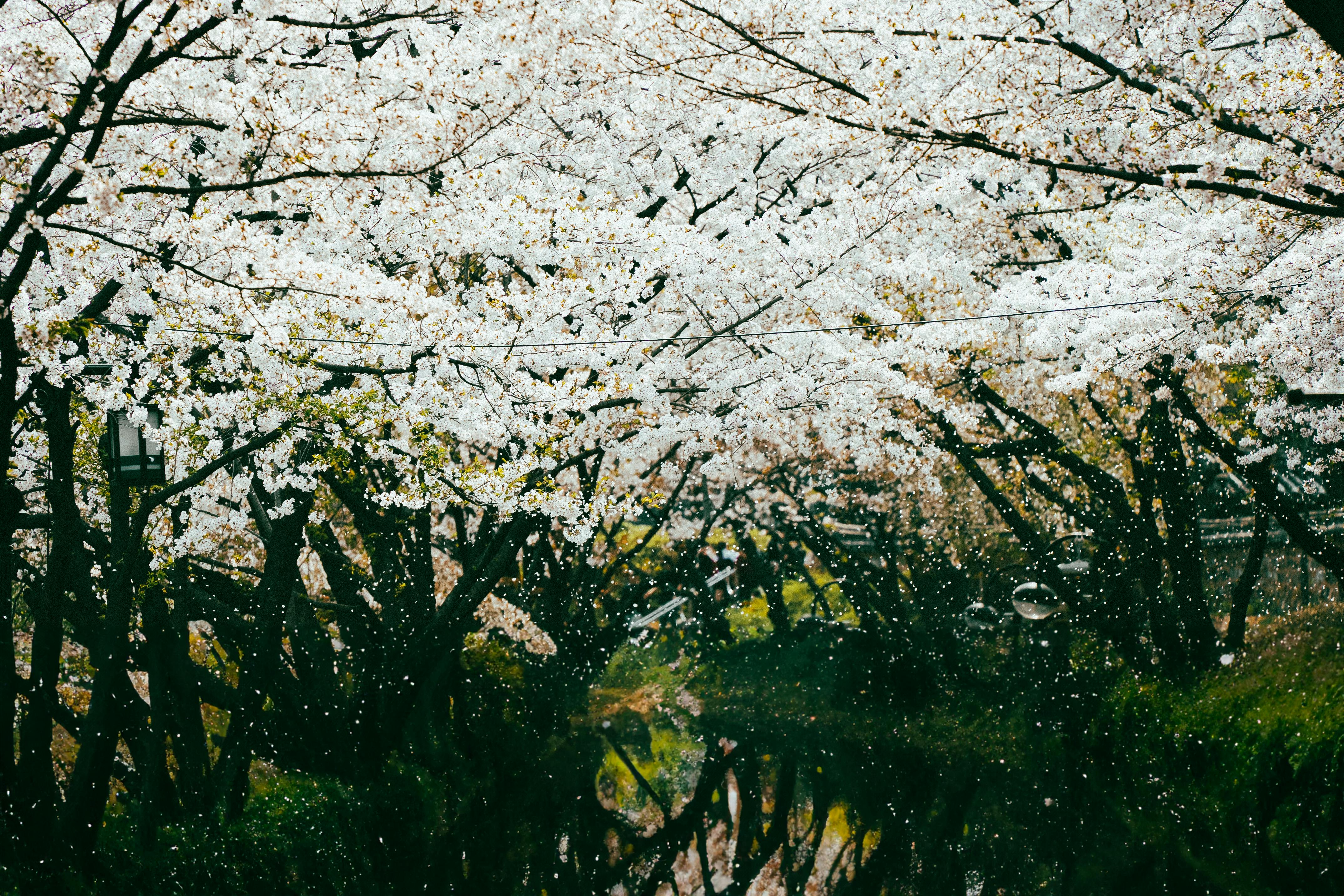 Falling Blossoms Photos, Download The BEST Free Falling Blossoms Stock ...