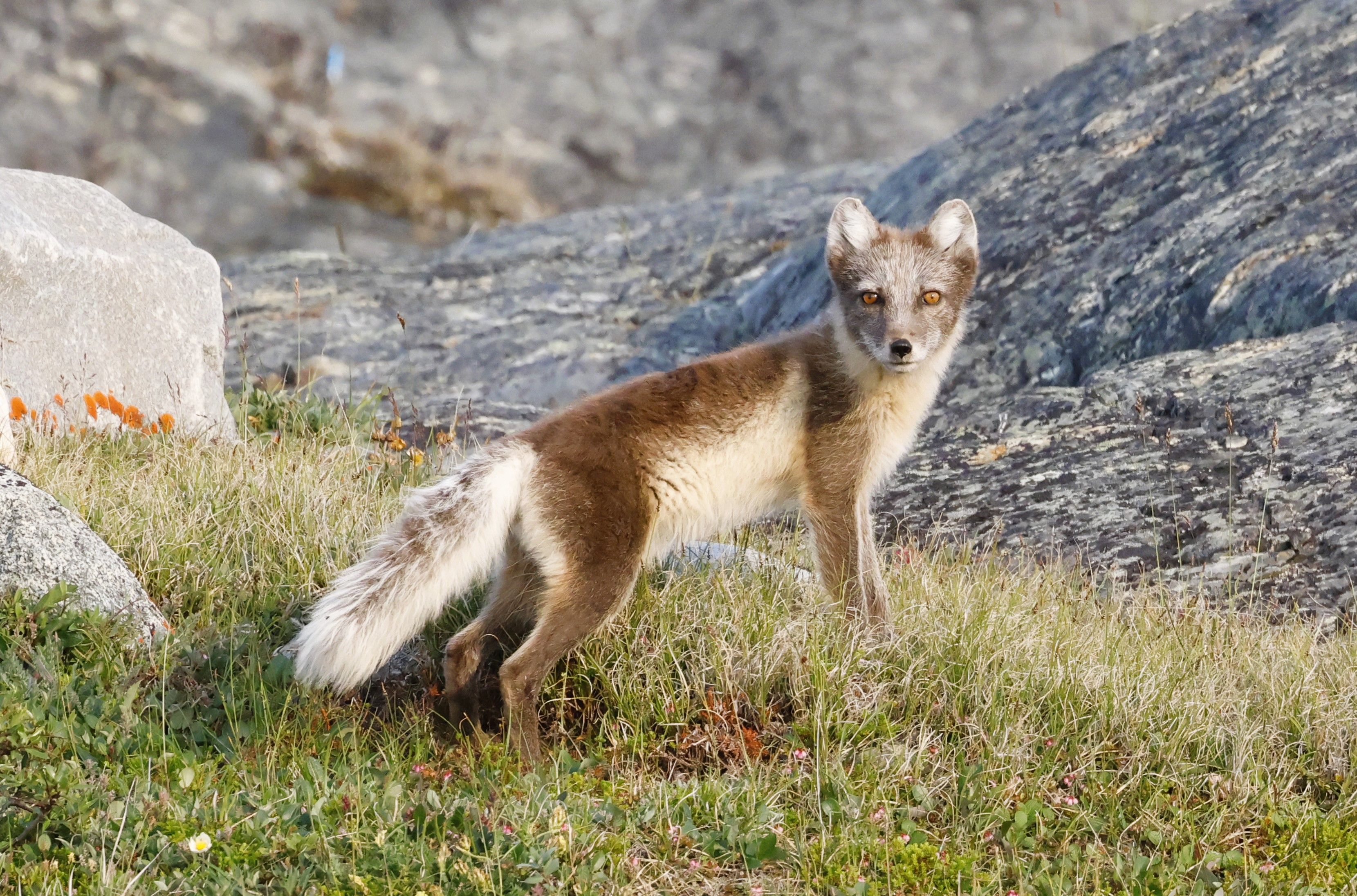 Fox Stands on Grass · Free Stock Photo