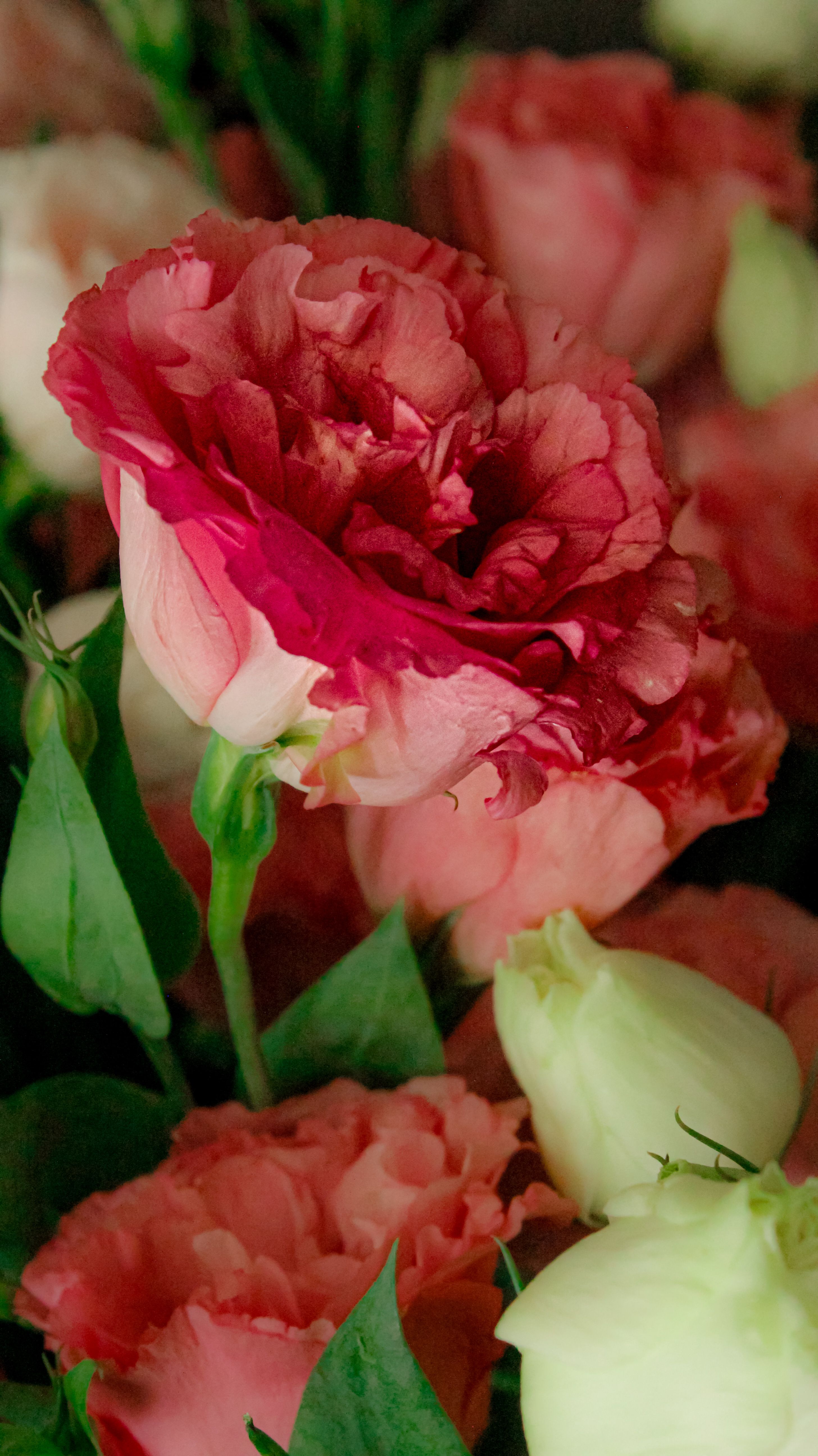 Beautiful Eustoma Flower · Free Stock Photo