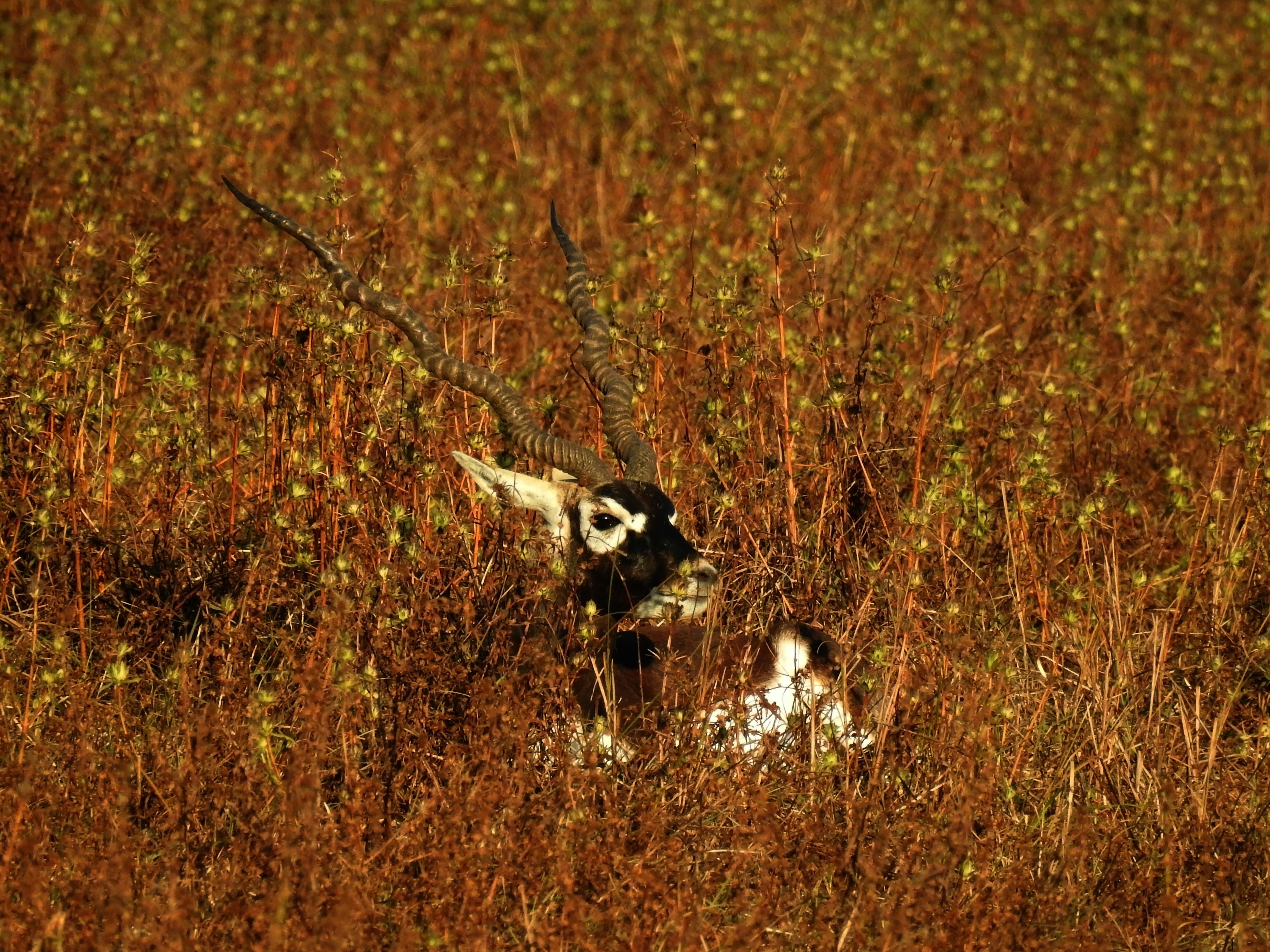 Antelope Lying Down on Meadow · Free Stock Photo