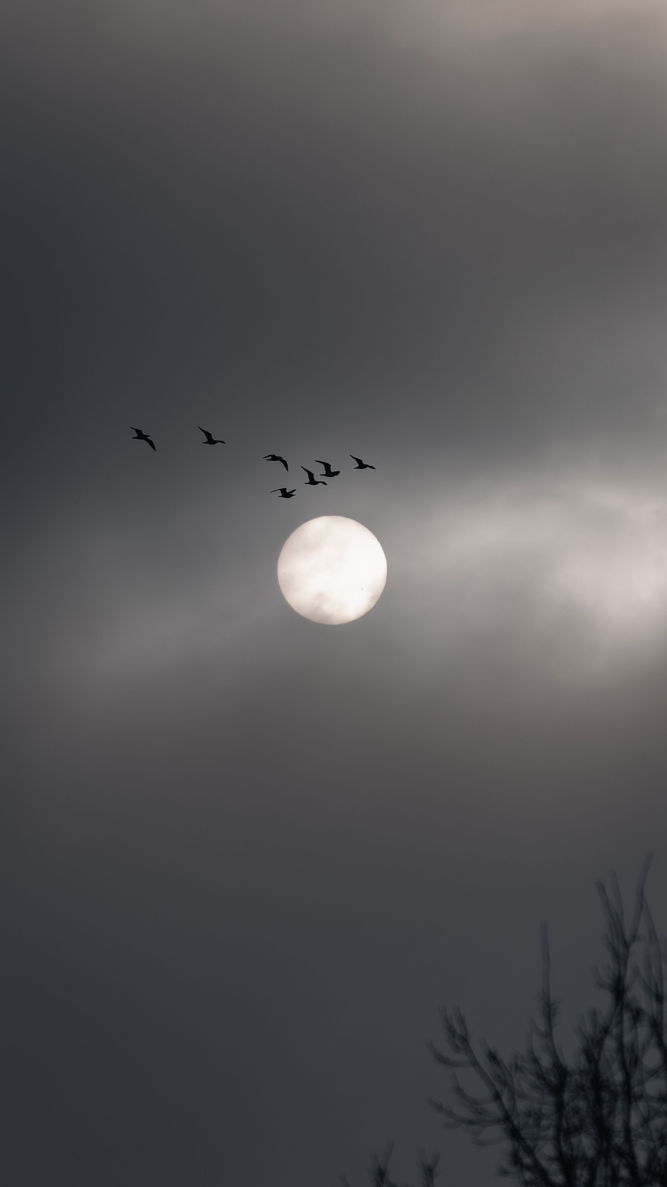 Flock of Birds Fly over Moon · Free Stock Photo