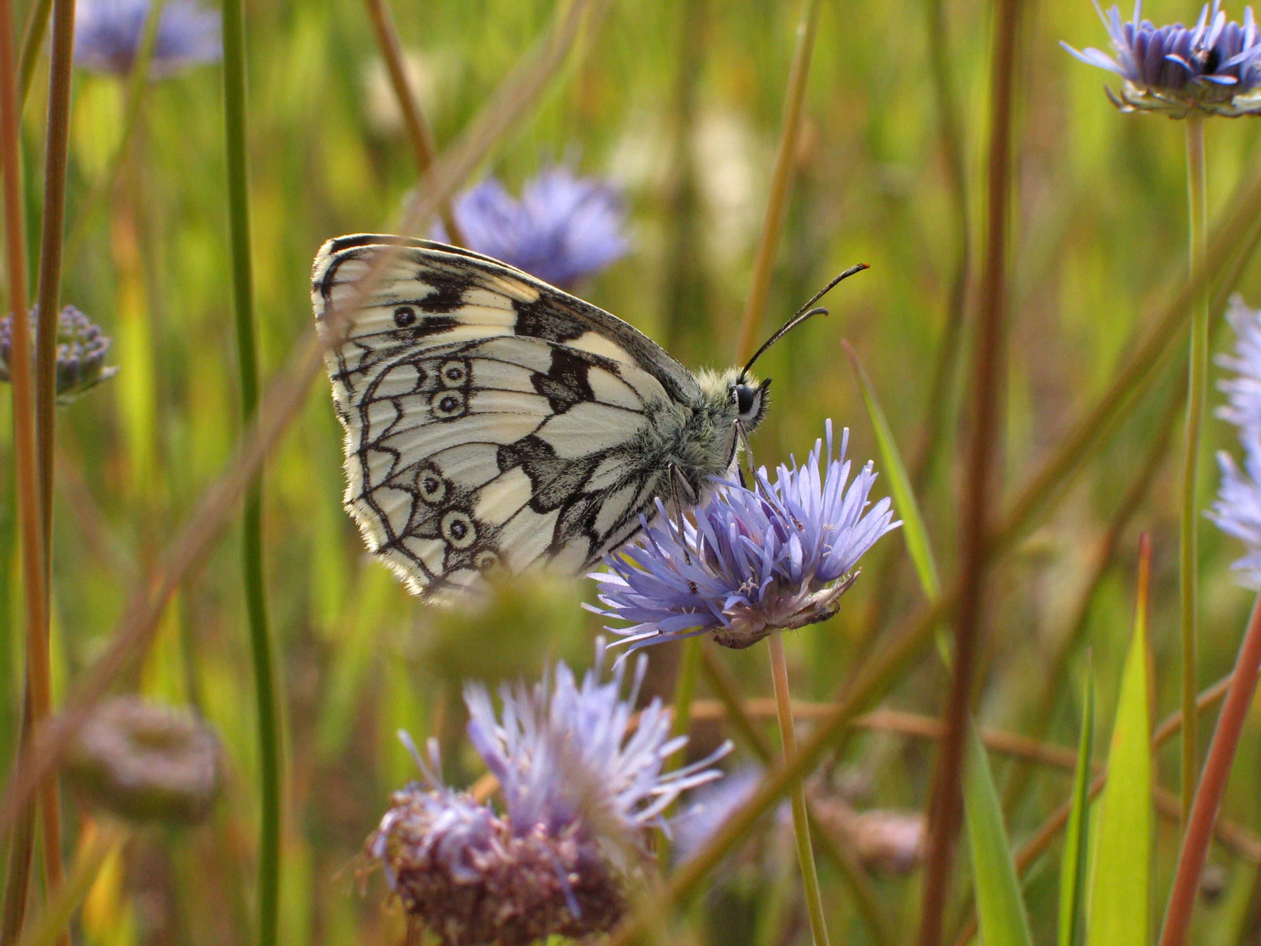 Photo gratuite de abeilles, aile, ailes, ailes de papillon, animal ...