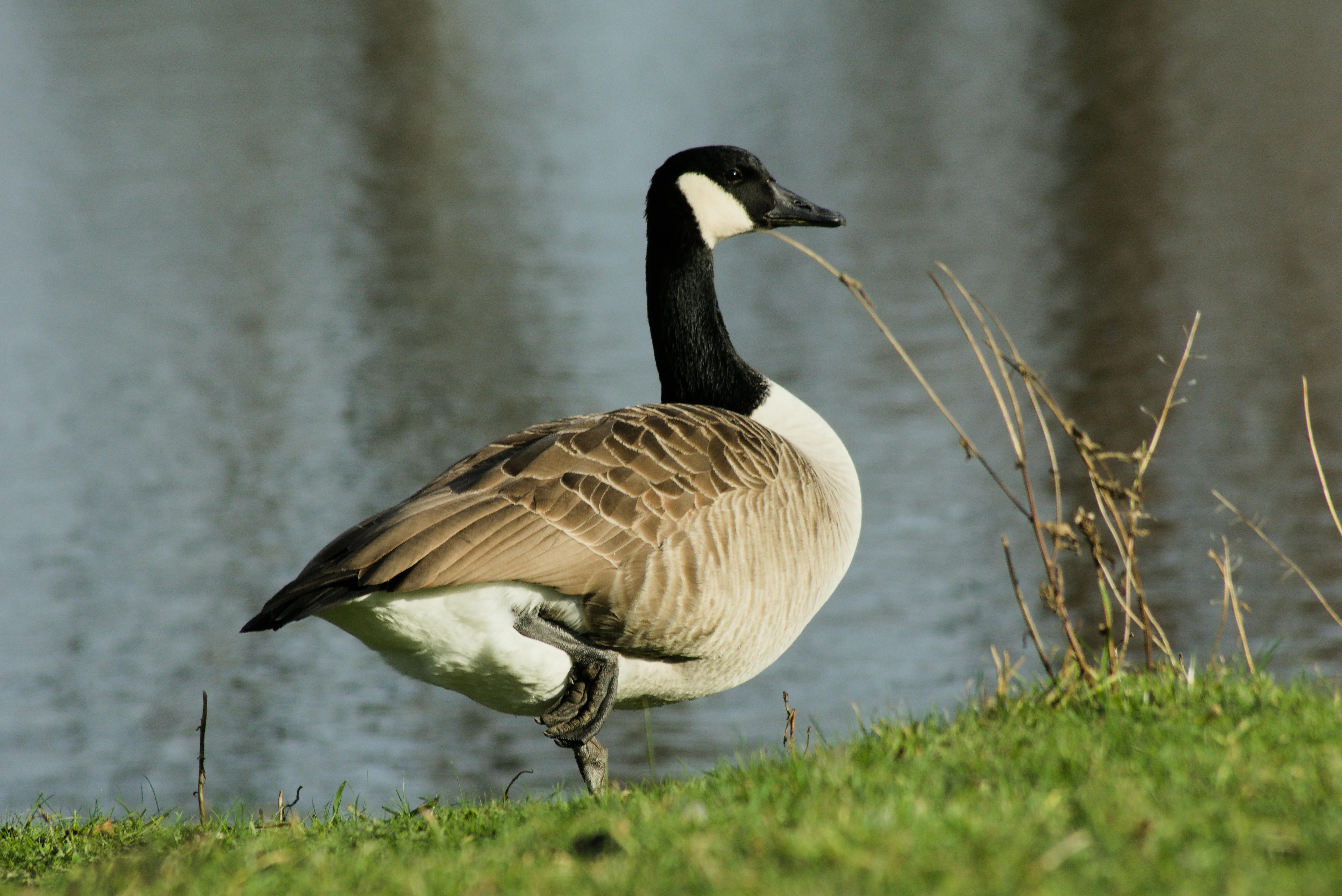 Goose with Babies on Lakeshore · Free Stock Photo