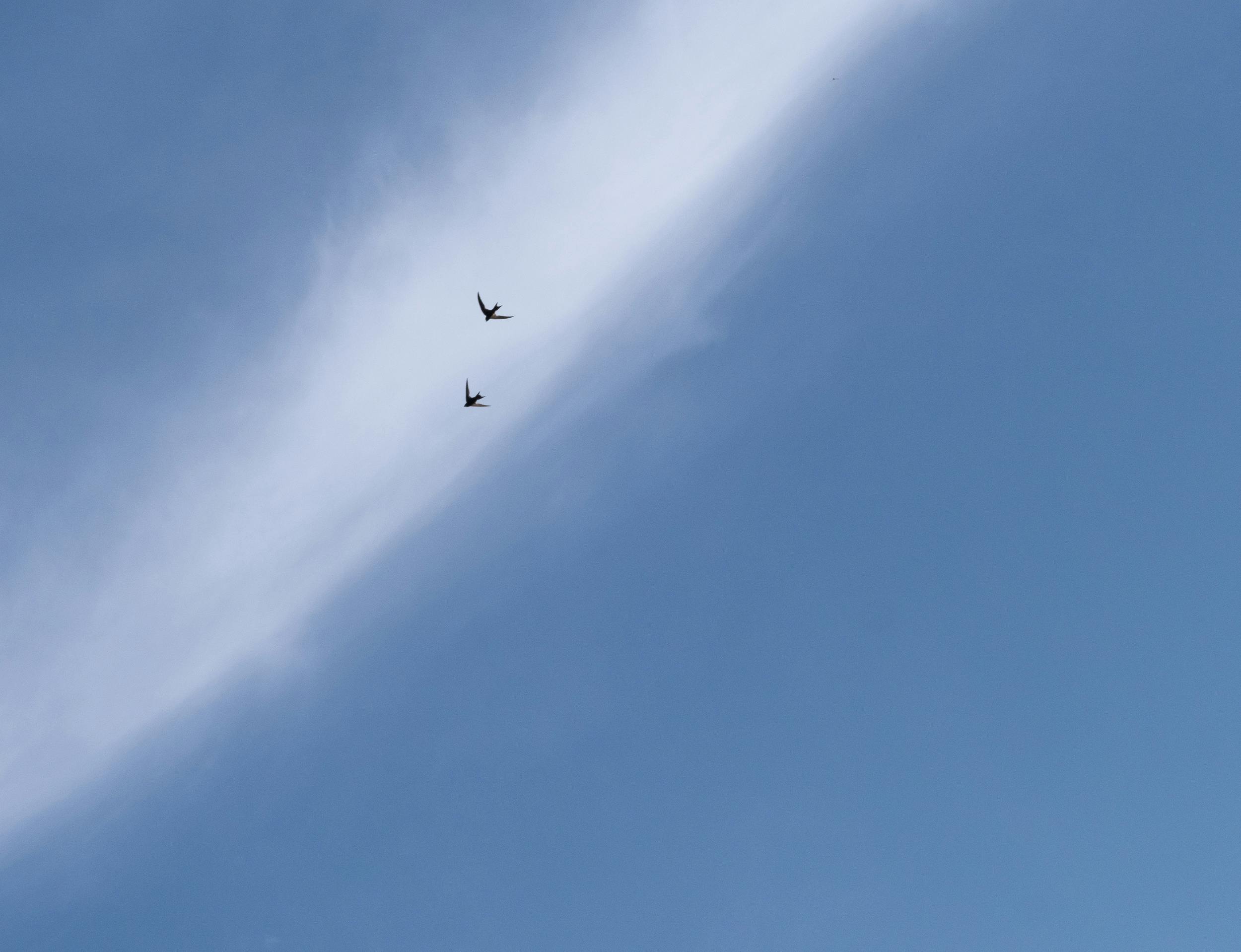 Birds Flying Under a Sky · Free Stock Photo