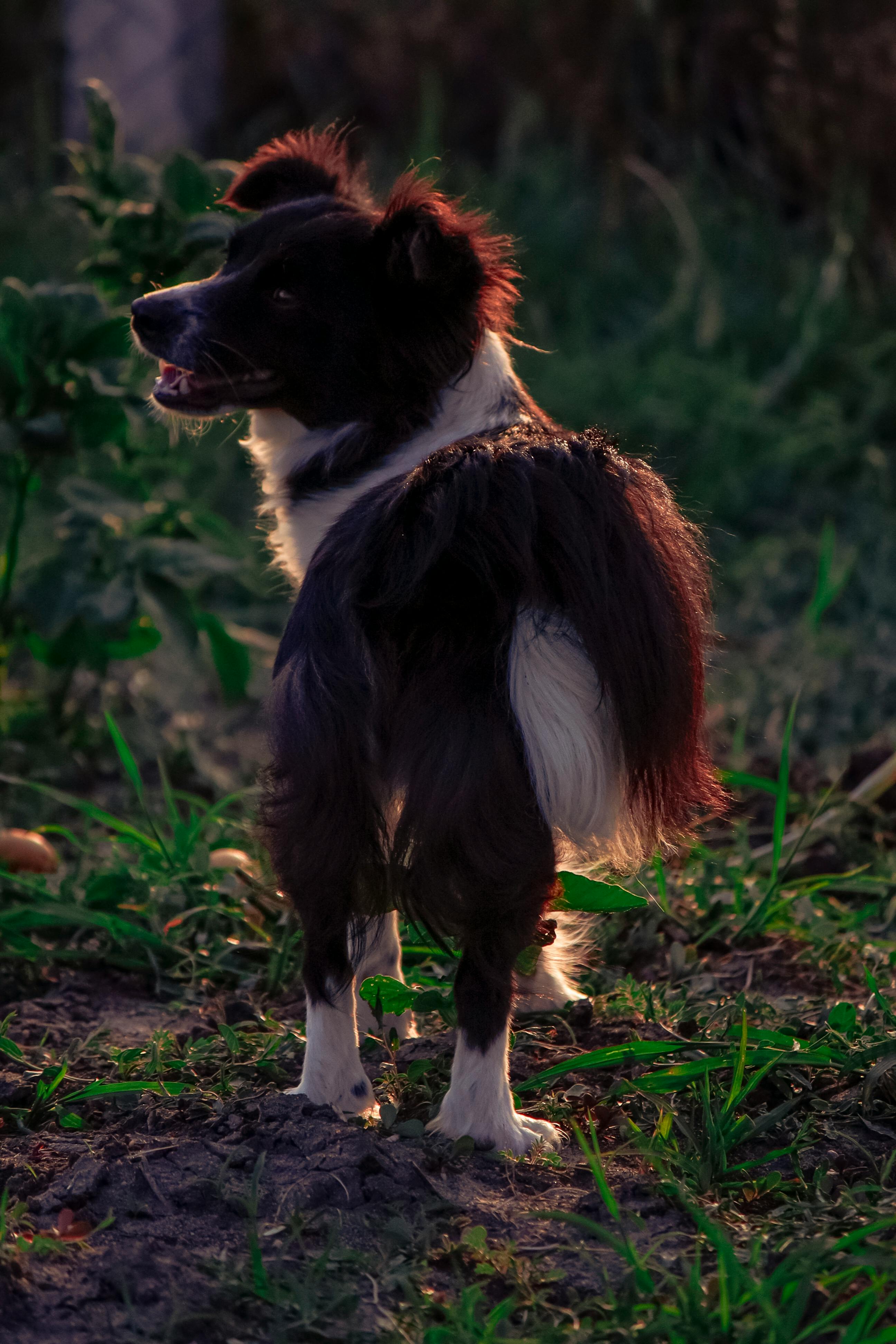 Close up of Border Collie · Free Stock Photo