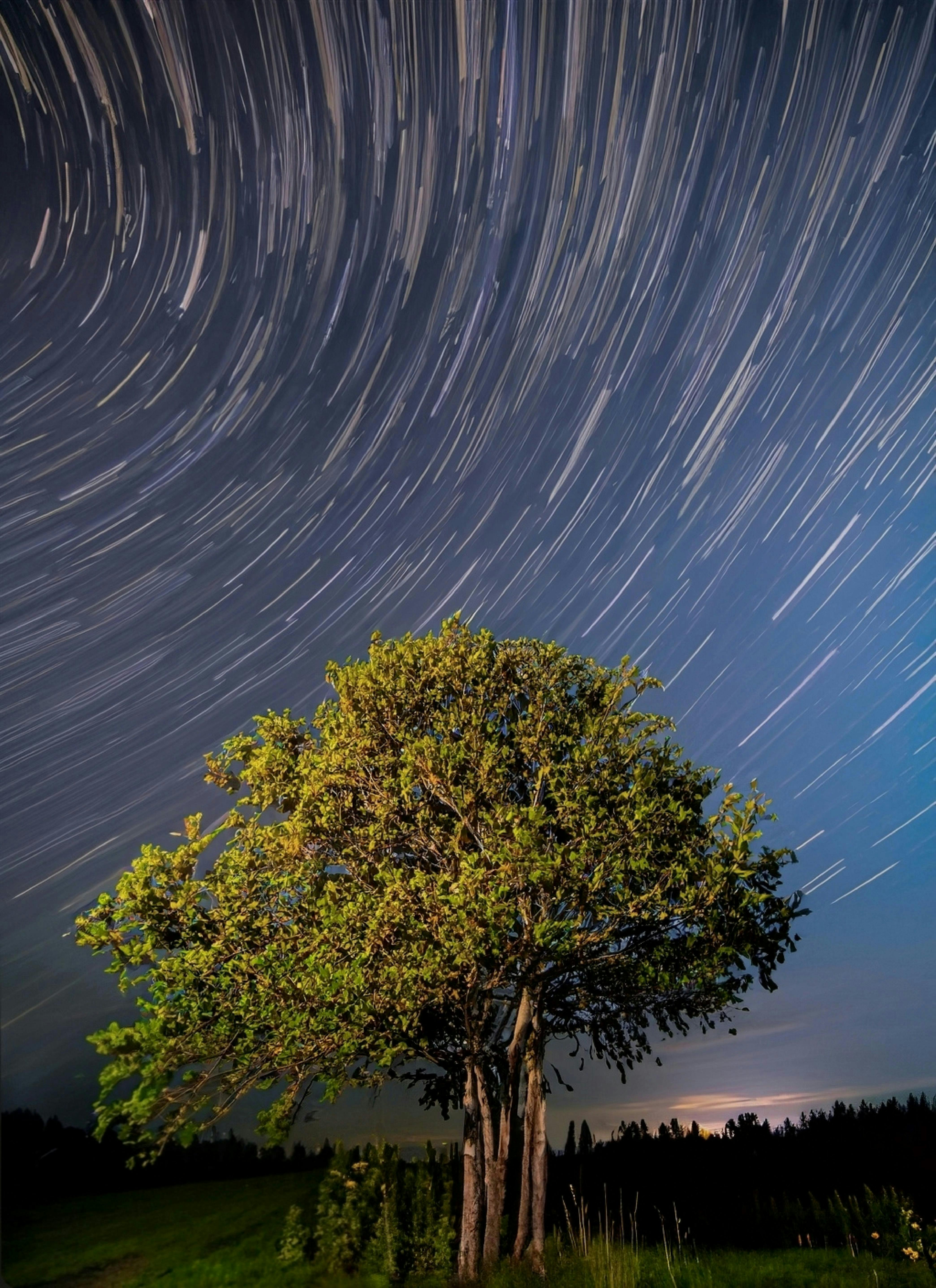 A Tree Against the Night Sky · Free Stock Photo