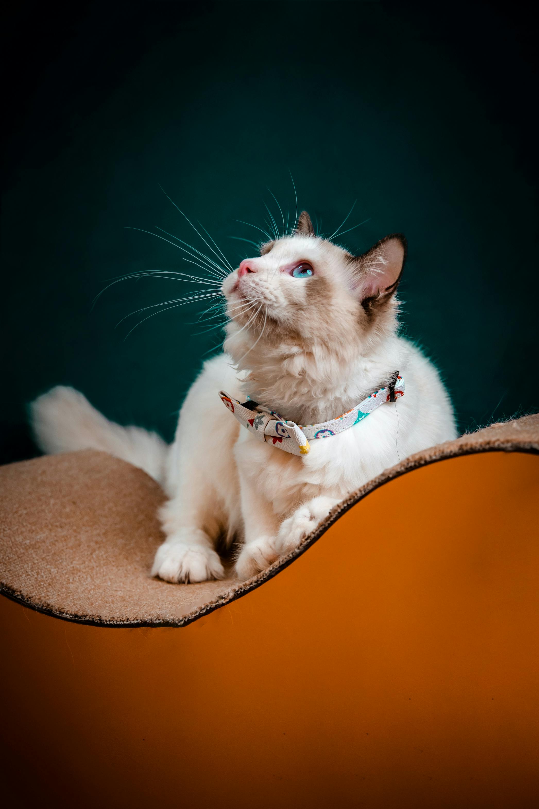 Zoom Backgrounds Cat Photos, Download The BEST Free Zoom Backgrounds ...