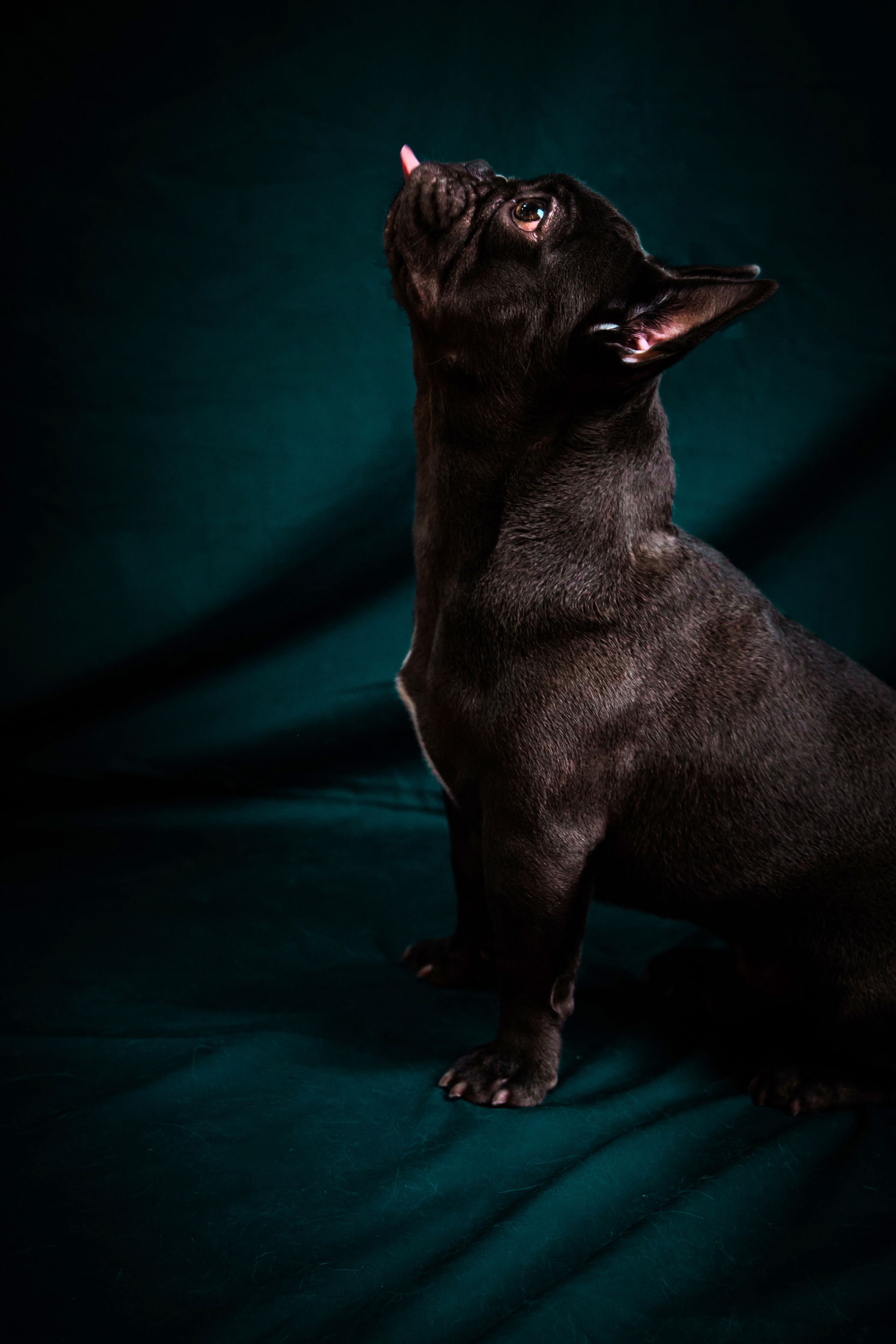 Sitting Dog Photos, Download The BEST Free Sitting Dog Stock Photos ...