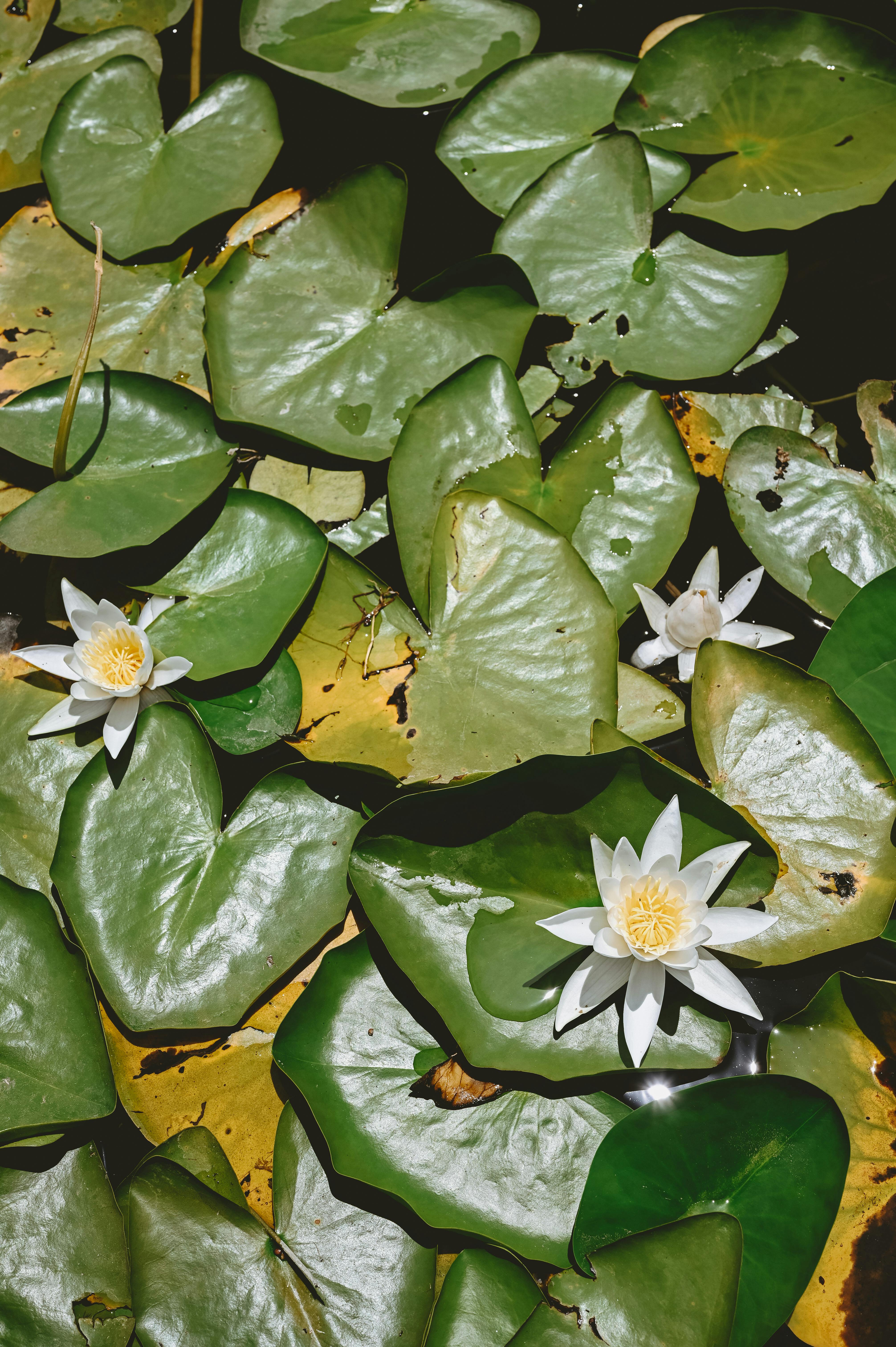 Lily Pads Photos, Download The BEST Free Lily Pads Stock Photos & HD Images