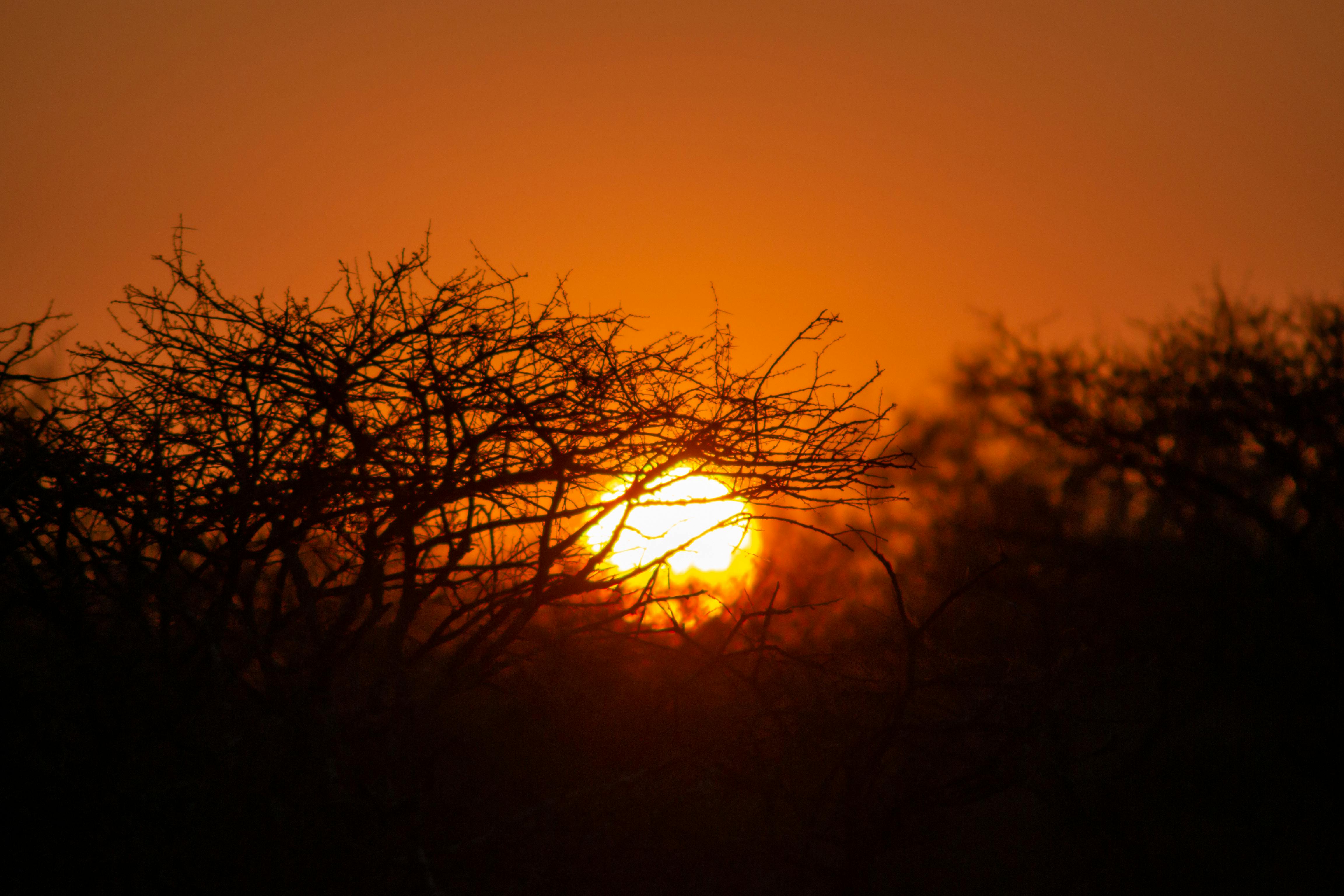 Why Steve - Photography