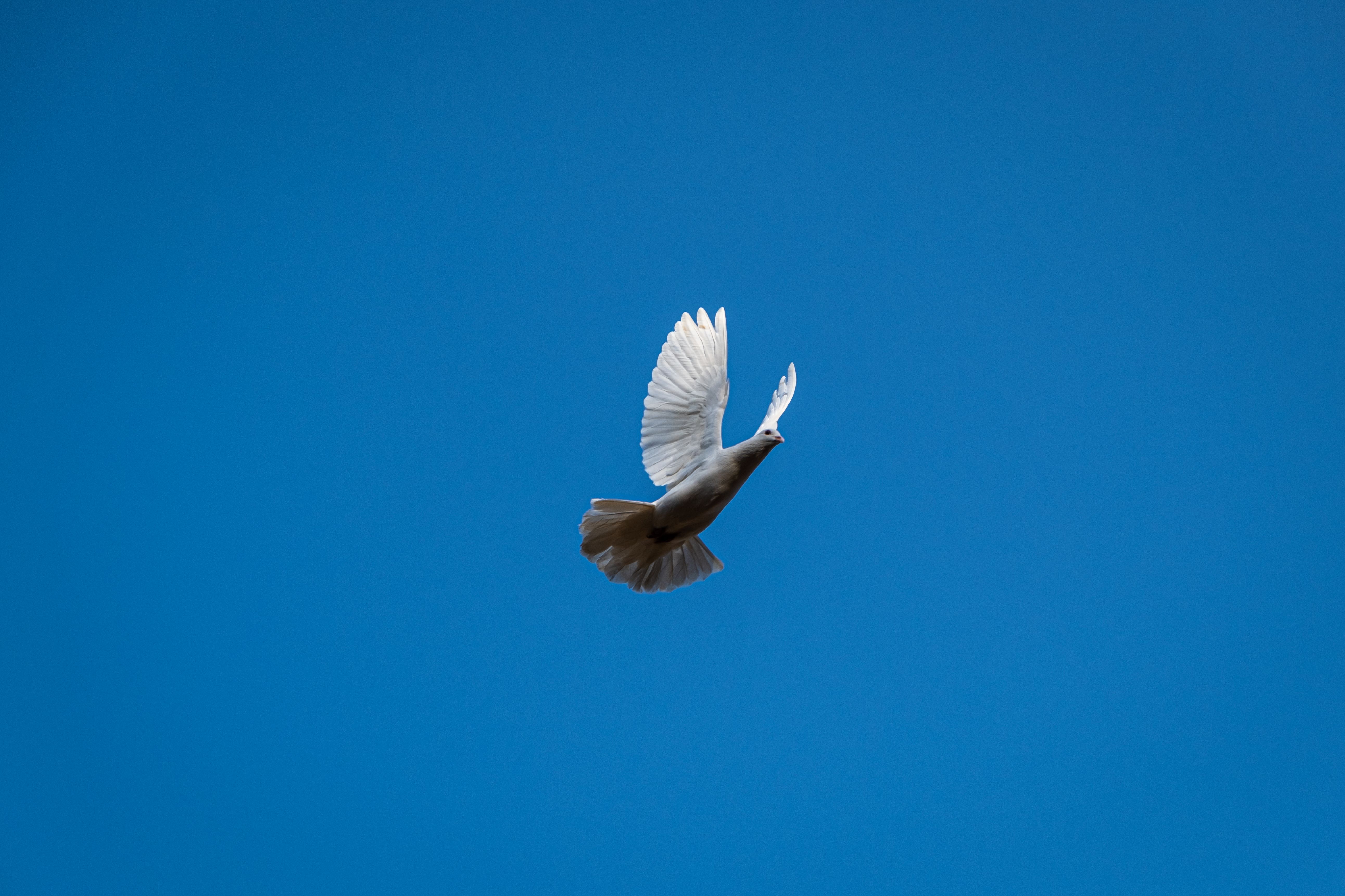 A Pigeon Flying Under Blue Sky · Free Stock Photo