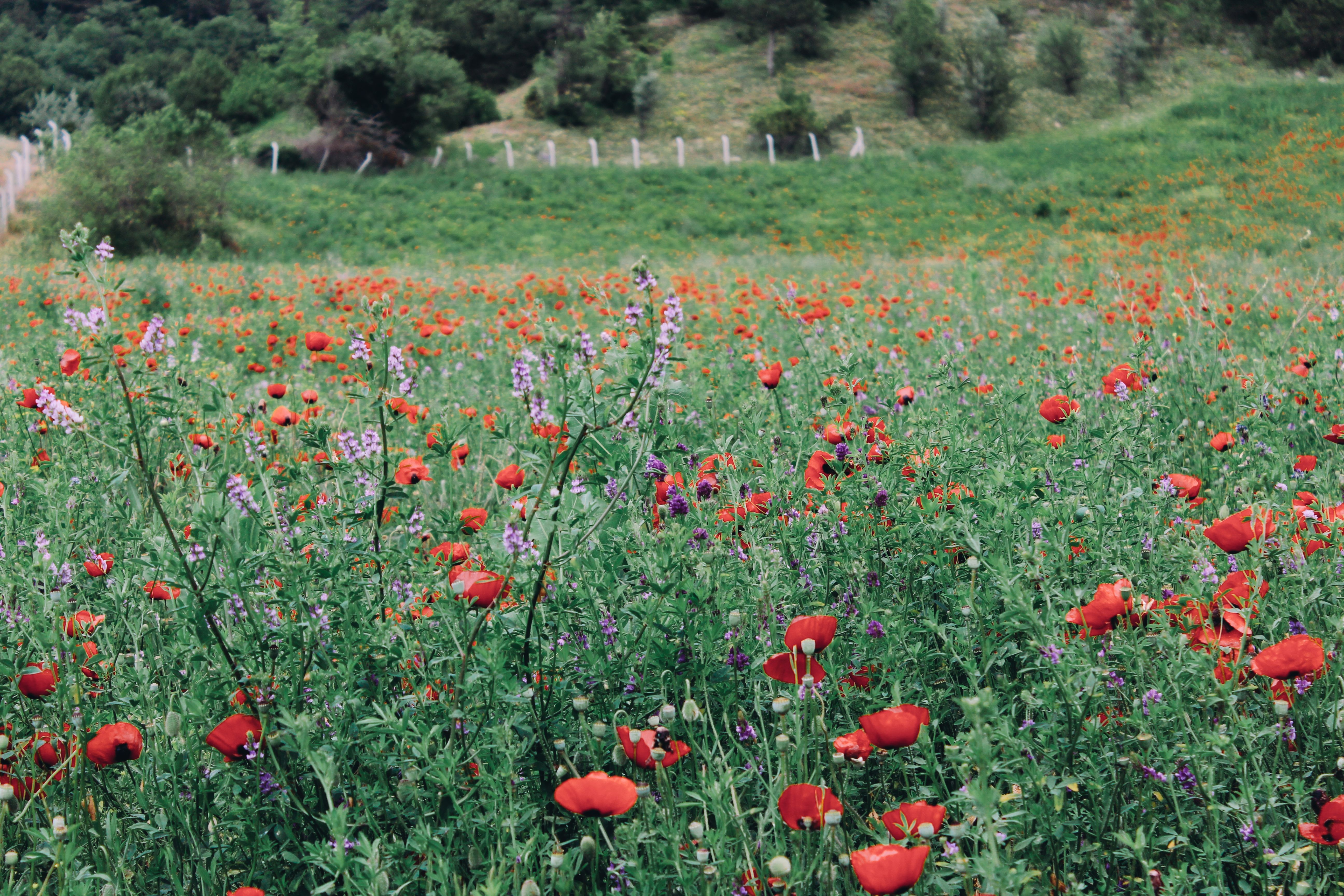 View of Poppies on a Rural Field · Free Stock Photo