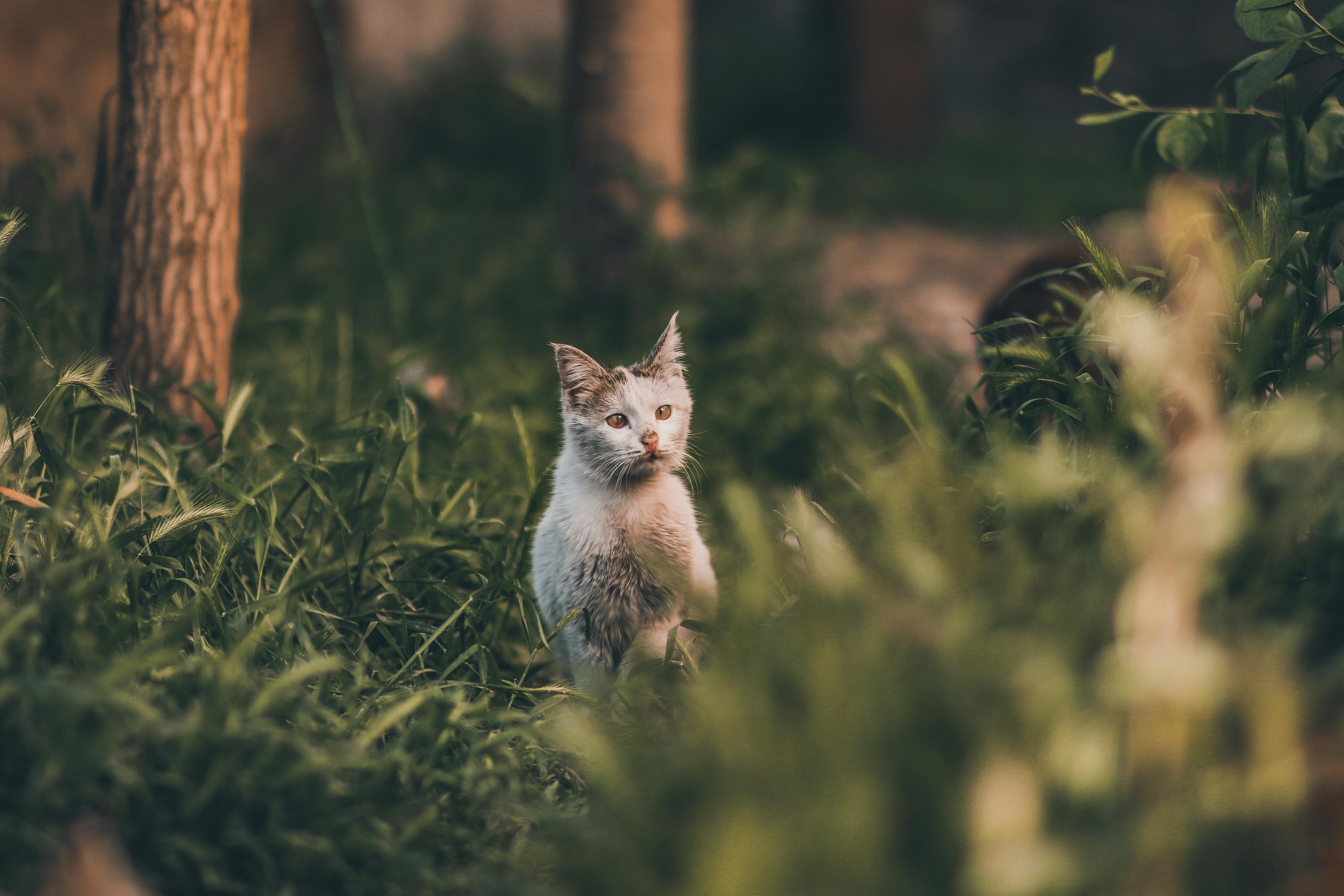 Cat Running Photos, Download The BEST Free Cat Running Stock Photos ...