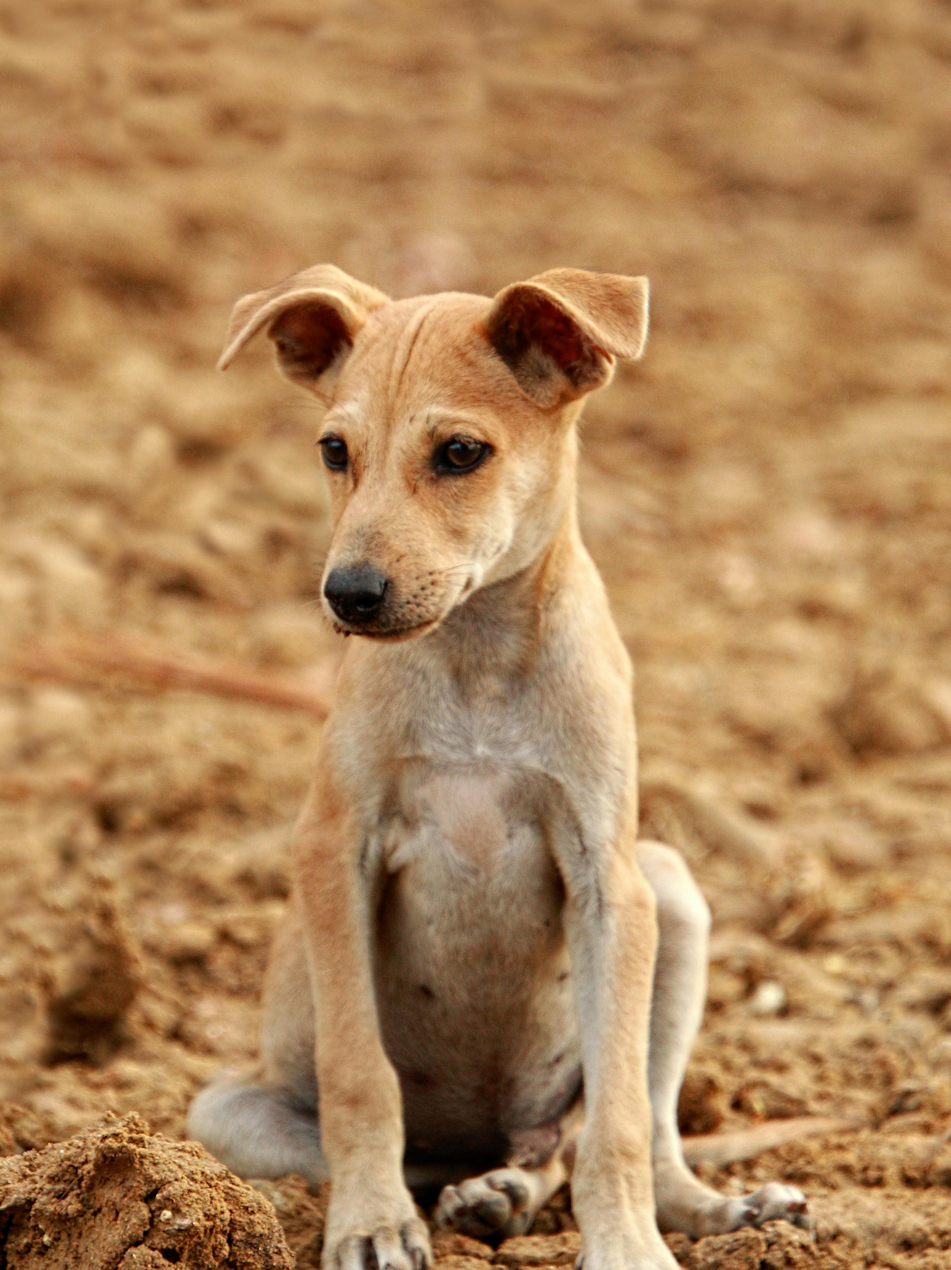 Indian Mongrel Photos, Download The BEST Free Indian Mongrel Stock ...