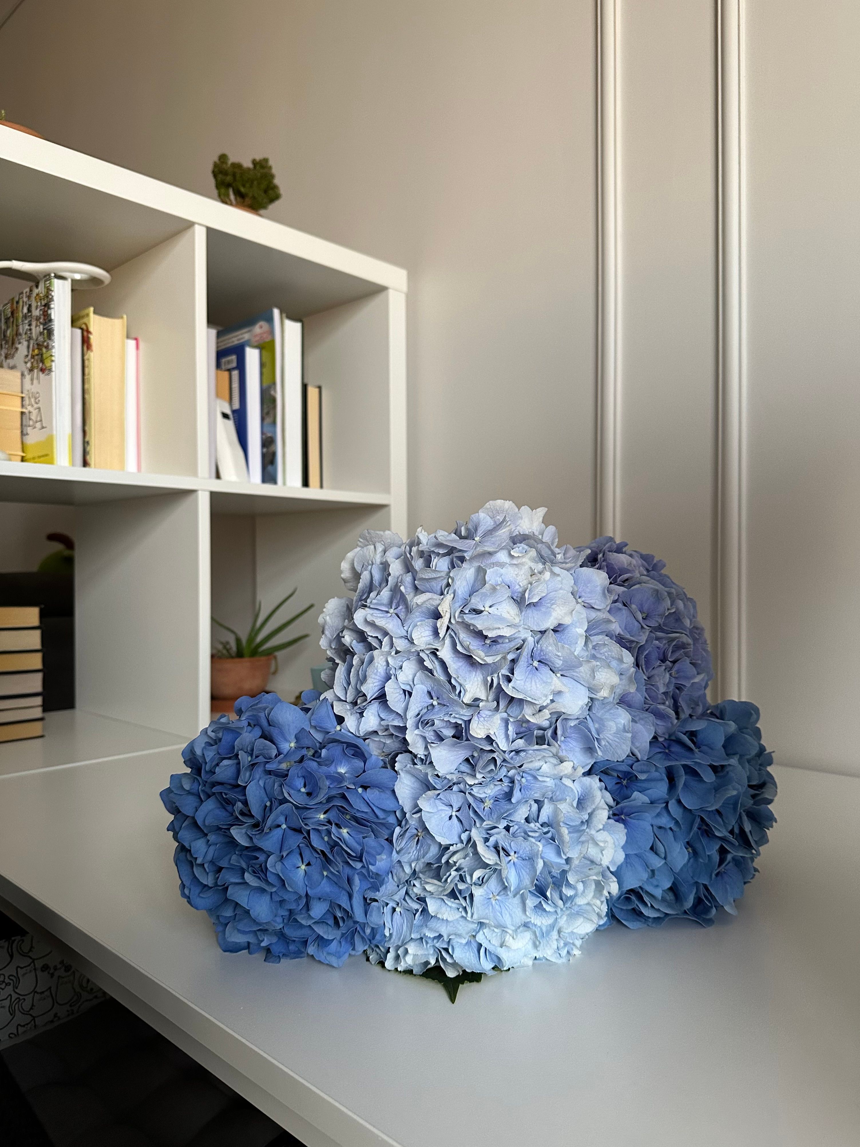 Peony Kvantum Mri Labadee Photos, Download The BEST Free Peony Kvantum ...