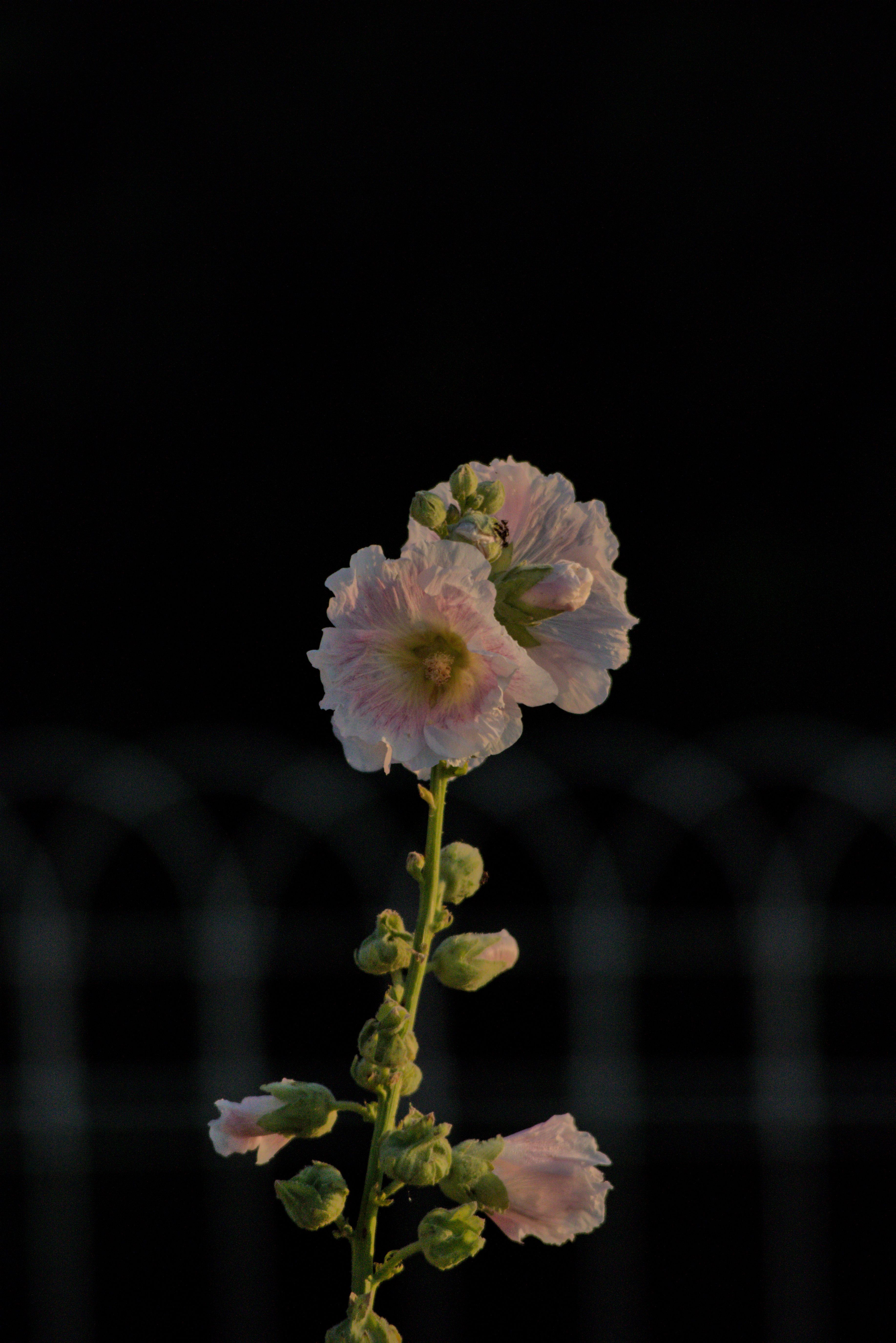 Close up of a Hollyhock · Free Stock Photo