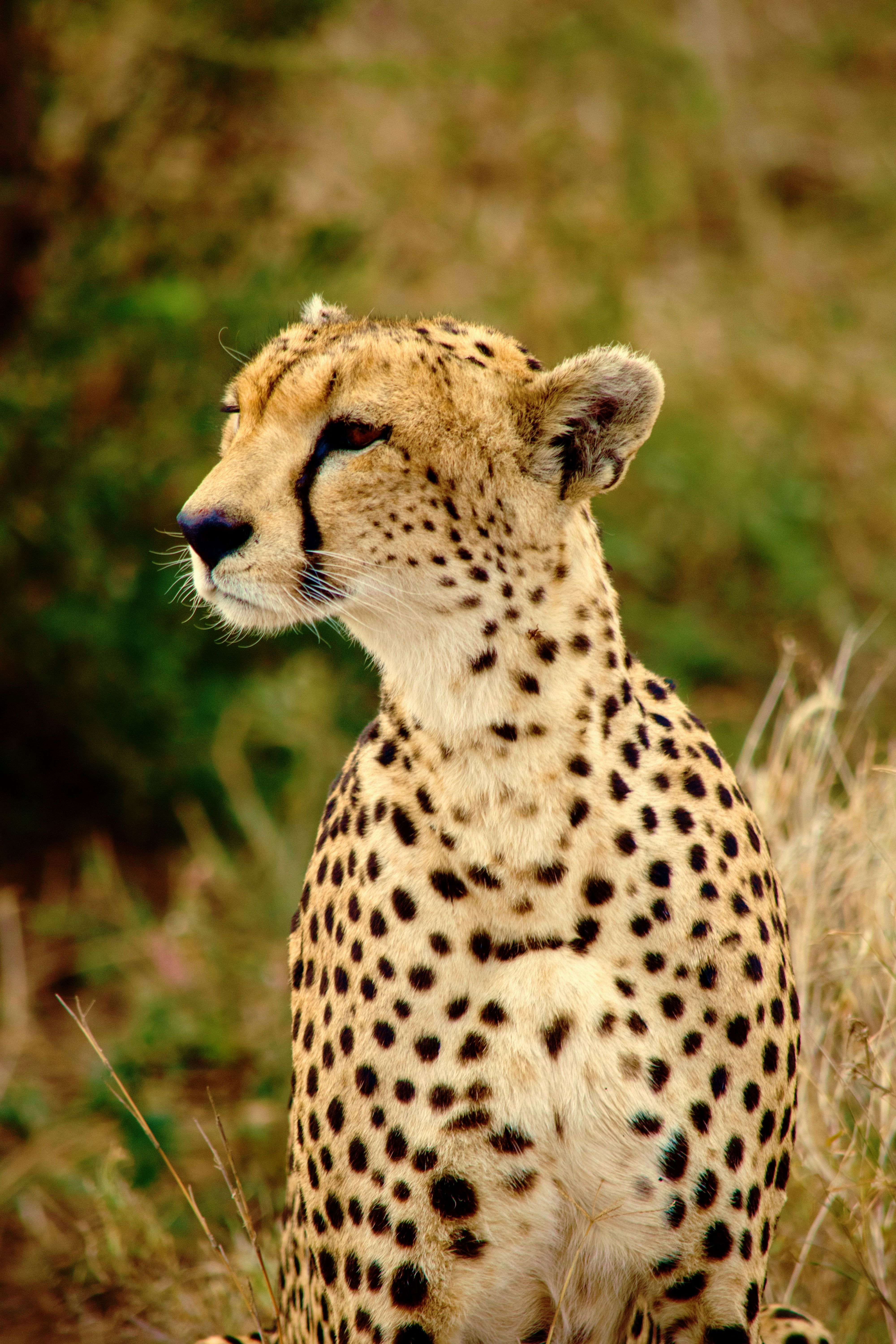 Close-Up Photo of a Cheetah with Brown Eyes · Free Stock Photo