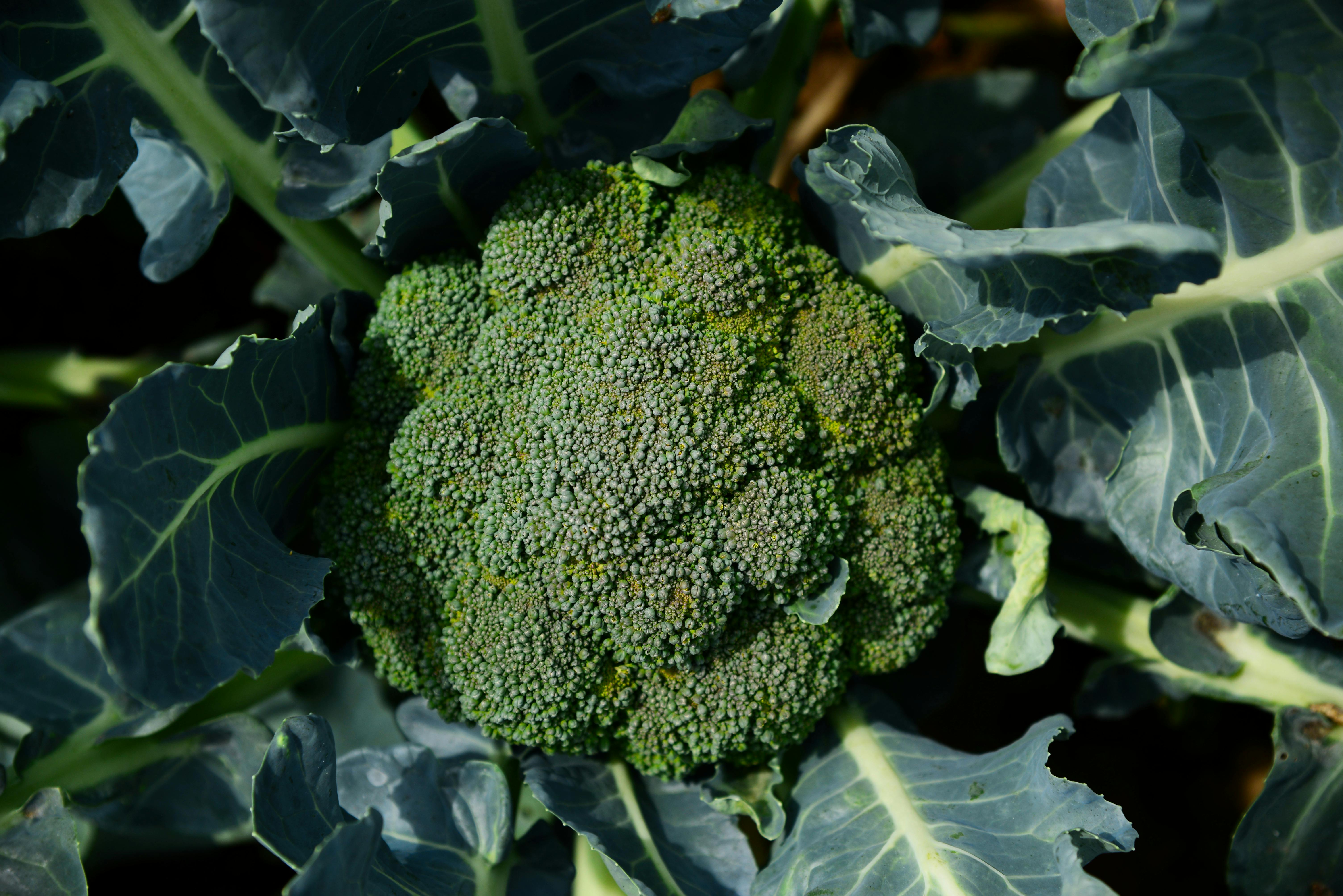 Broccoli · Free Stock Photo