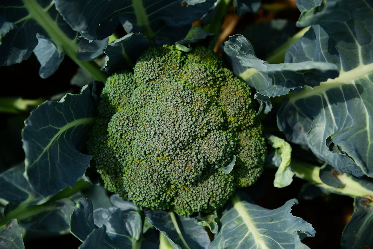 Broccoli Field Photos, Download The BEST Free Broccoli Field Stock ...