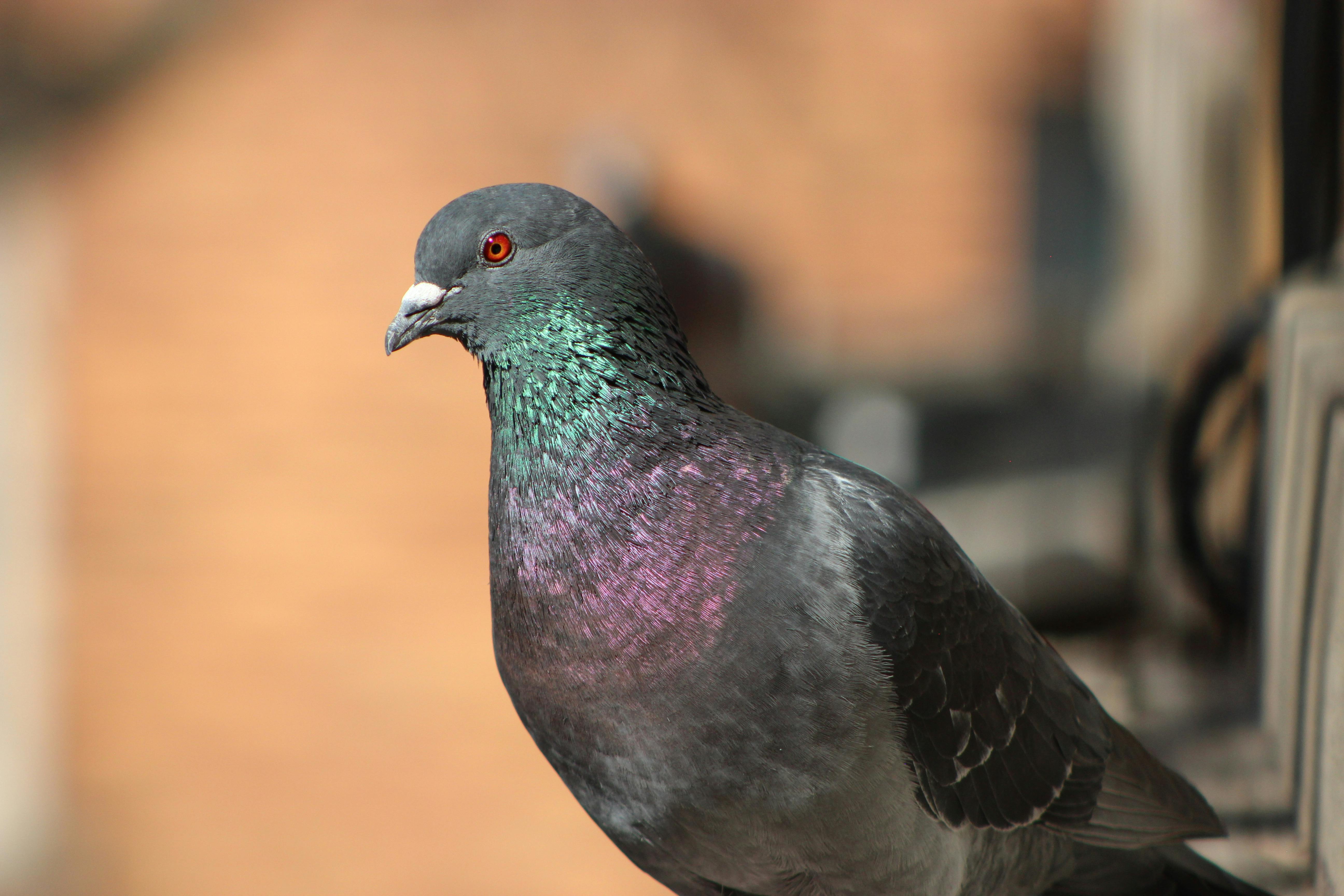 Portrait of Pigeon · Free Stock Photo