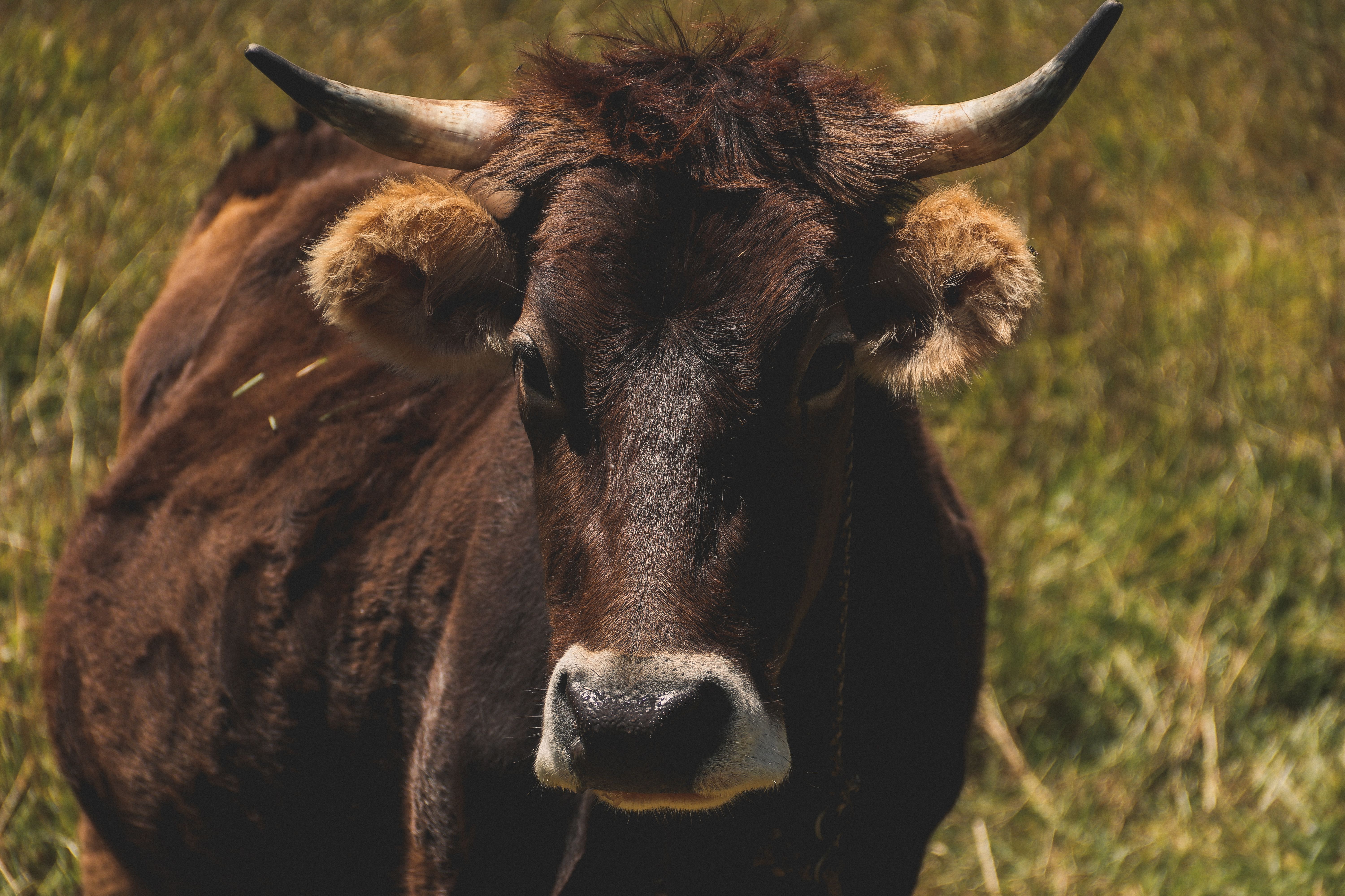Toro · Free Stock Photo