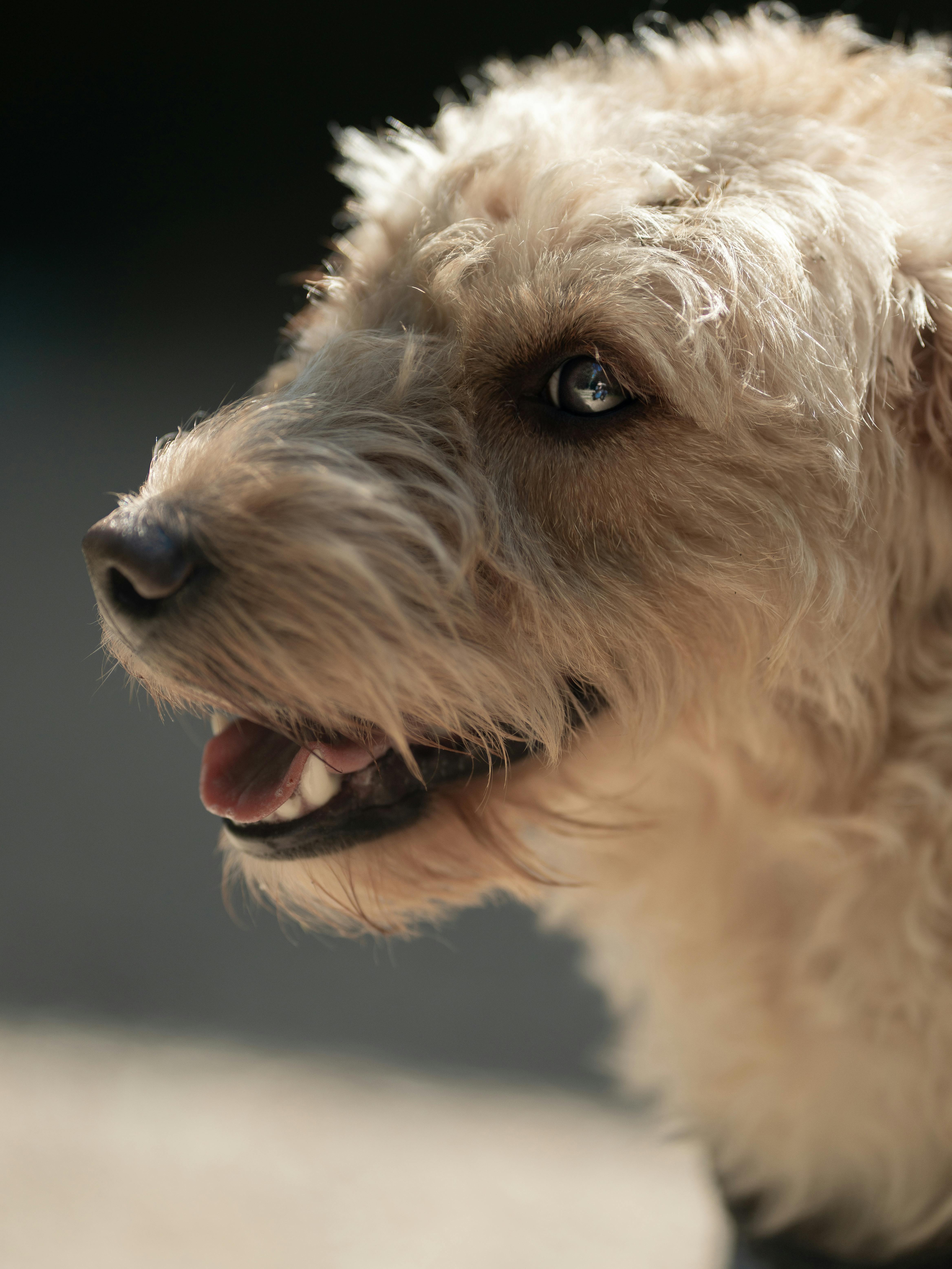 Angry Barking Dog · Free Stock Photo