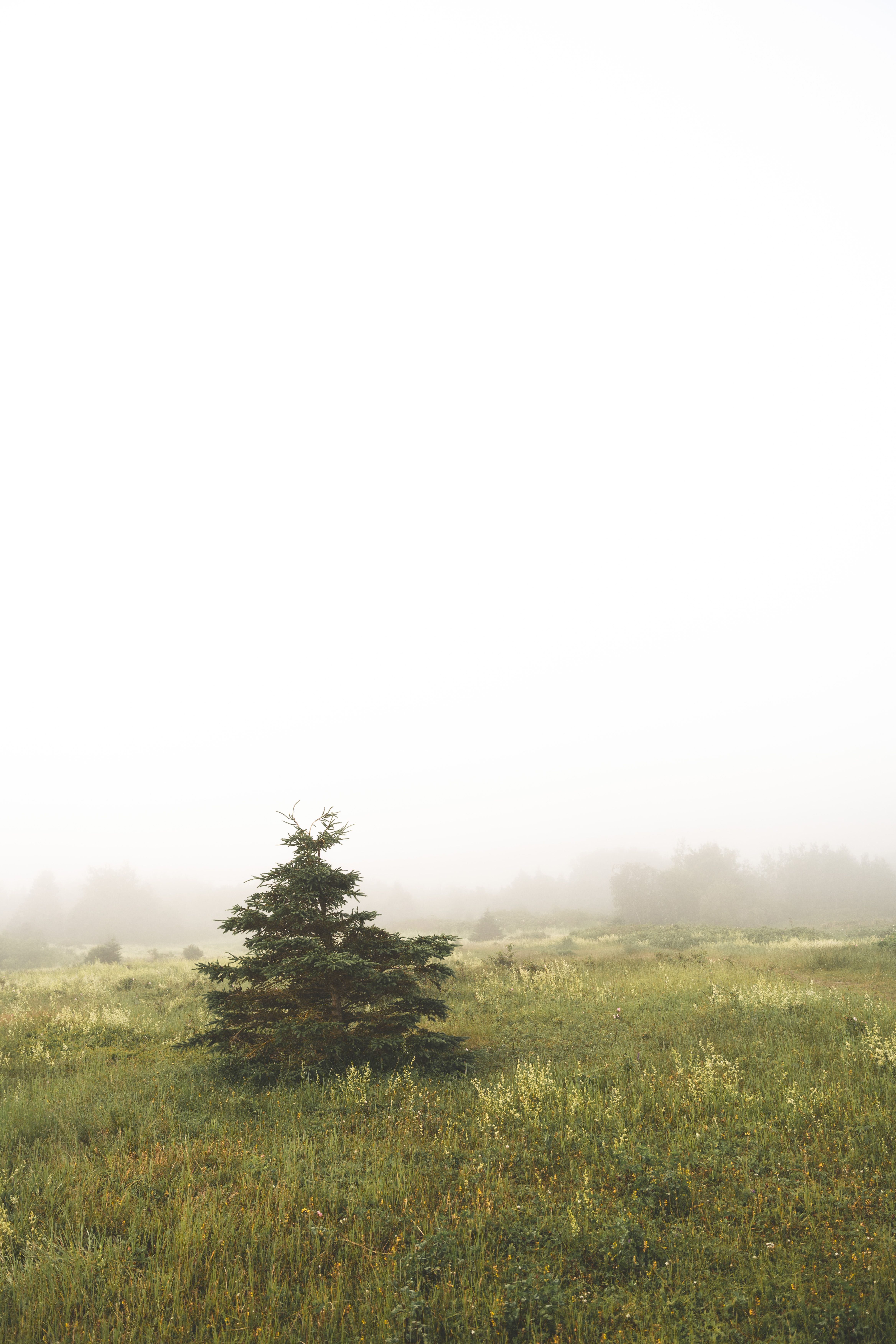 A lone pine tree in a foggy field · Free Stock Photo
