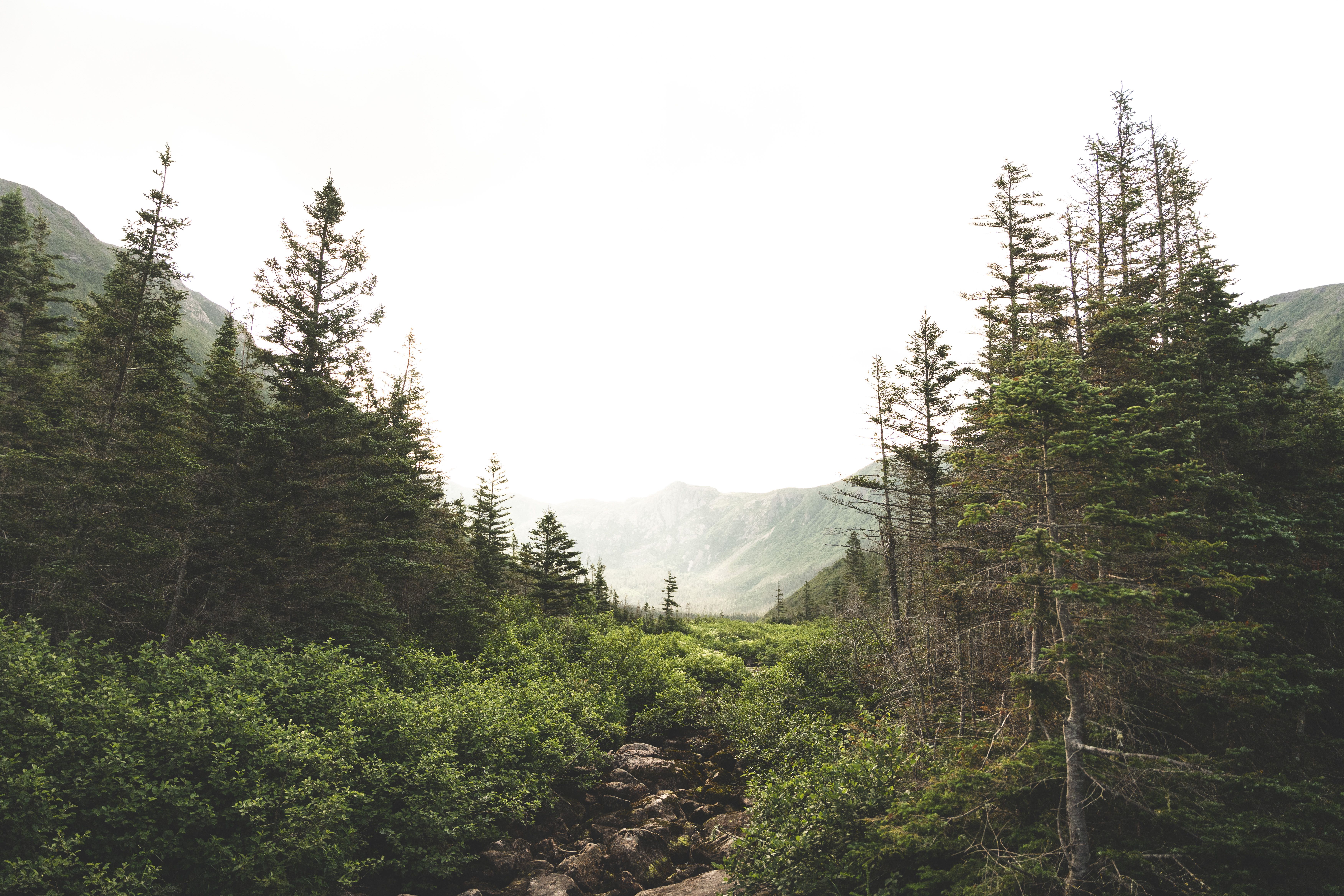 A mountain stream surrounded by trees and rocks · Free Stock Photo