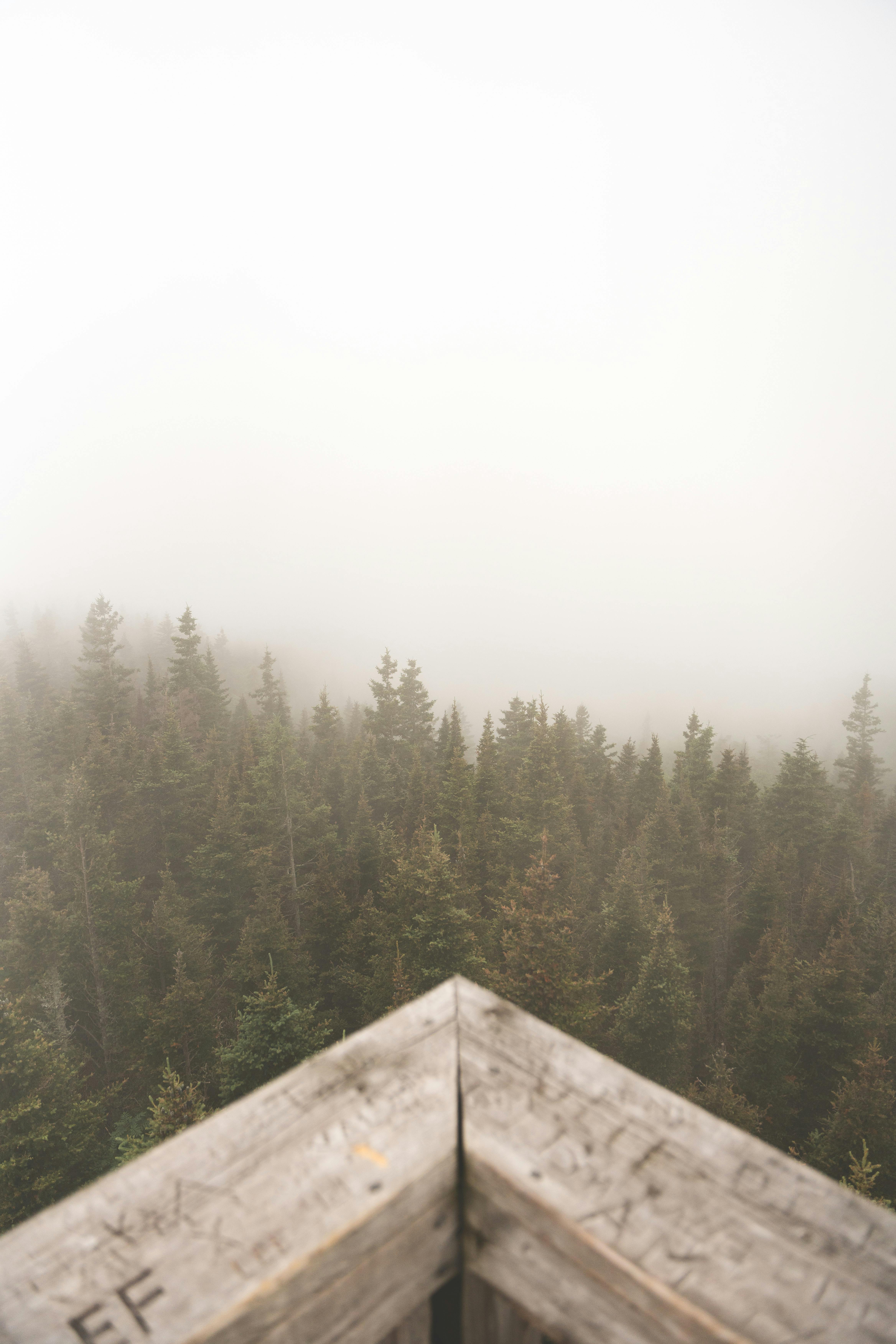 Fog over Evergreen Forest · Free Stock Photo