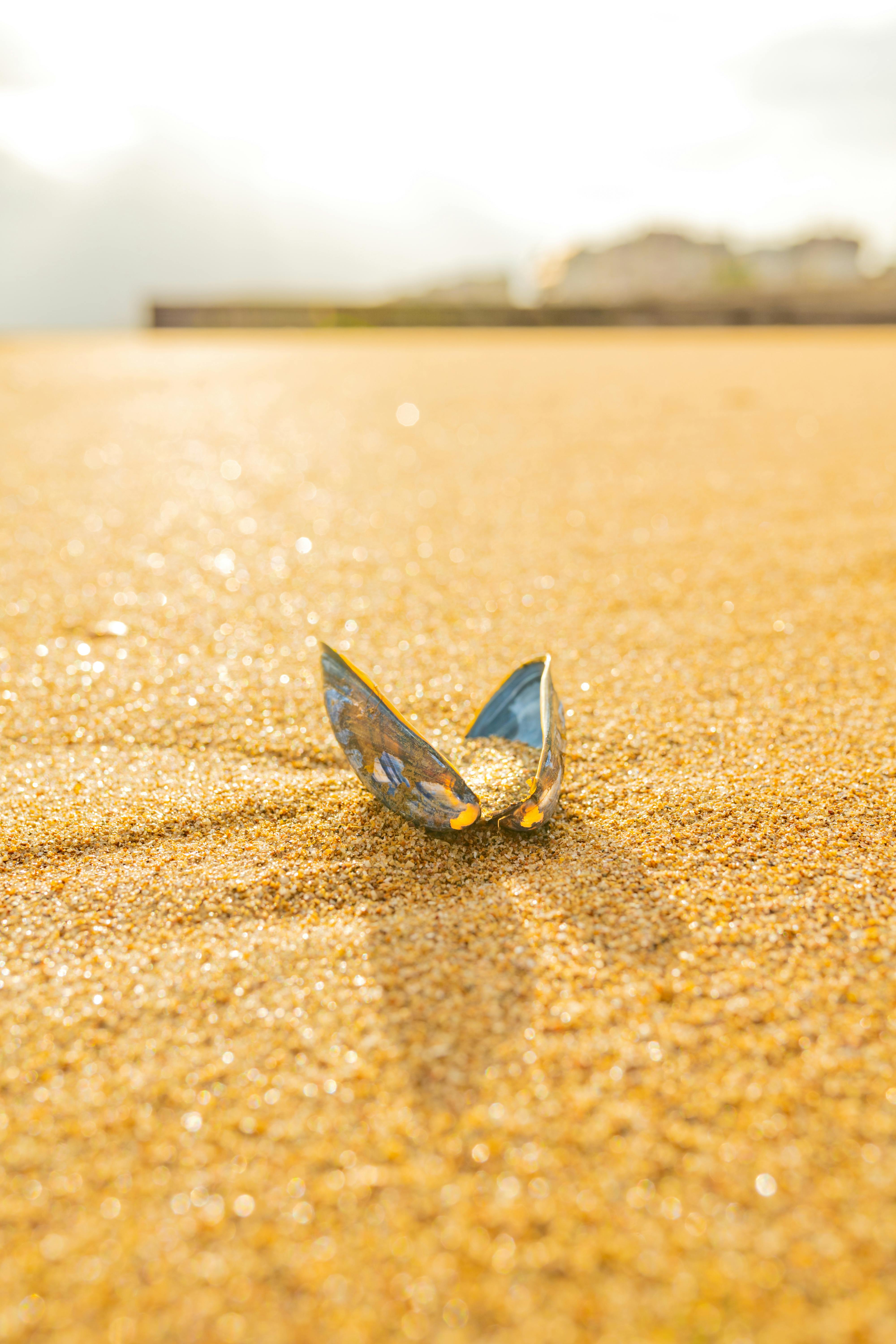 Open Mussel Lying on Golden Beach Sand · Free Stock Photo