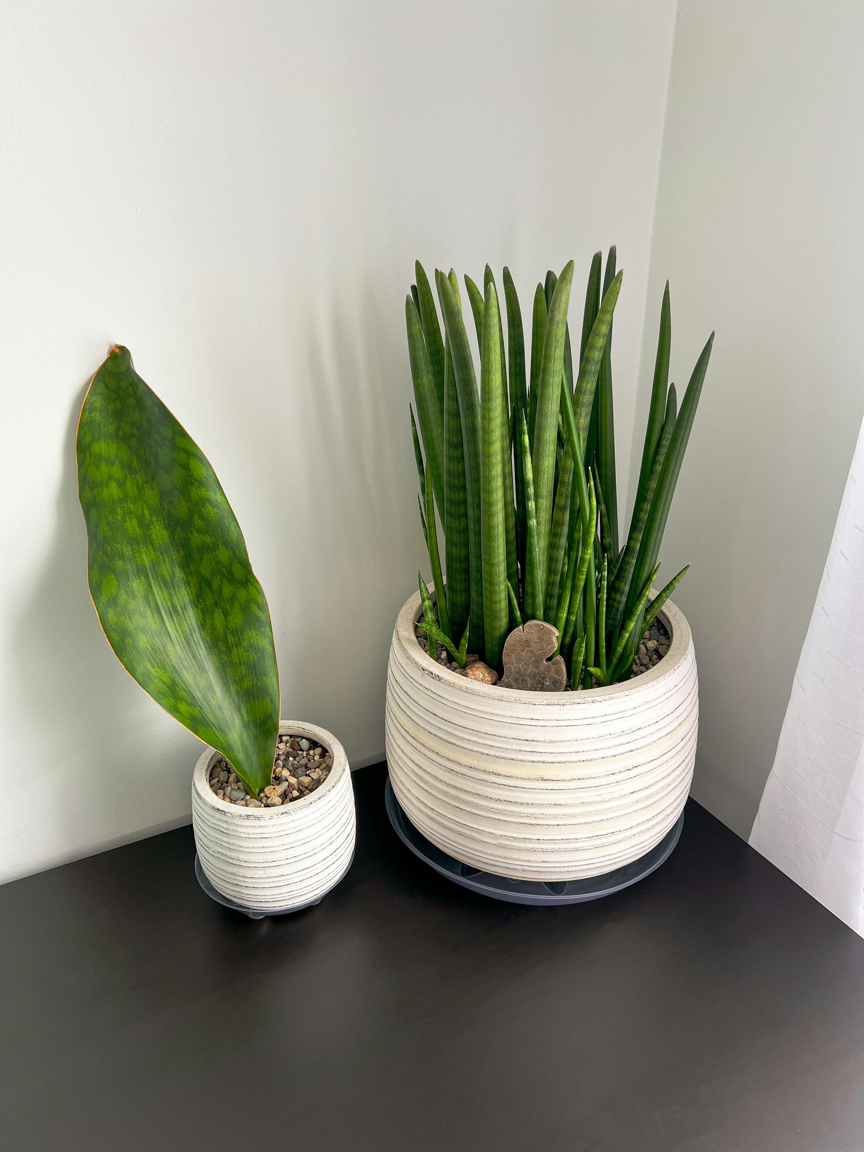 Sansevieria Photos, Download The BEST Free Sansevieria Stock Photos ...