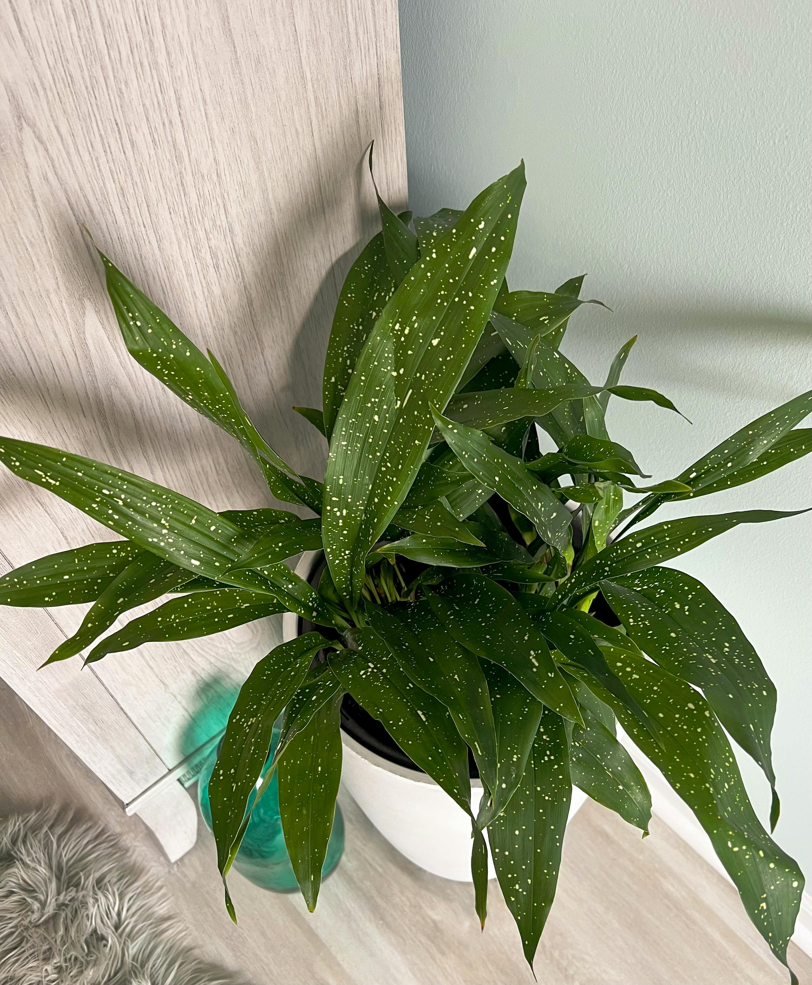 A Potted Plant in a Room · Free Stock Photo