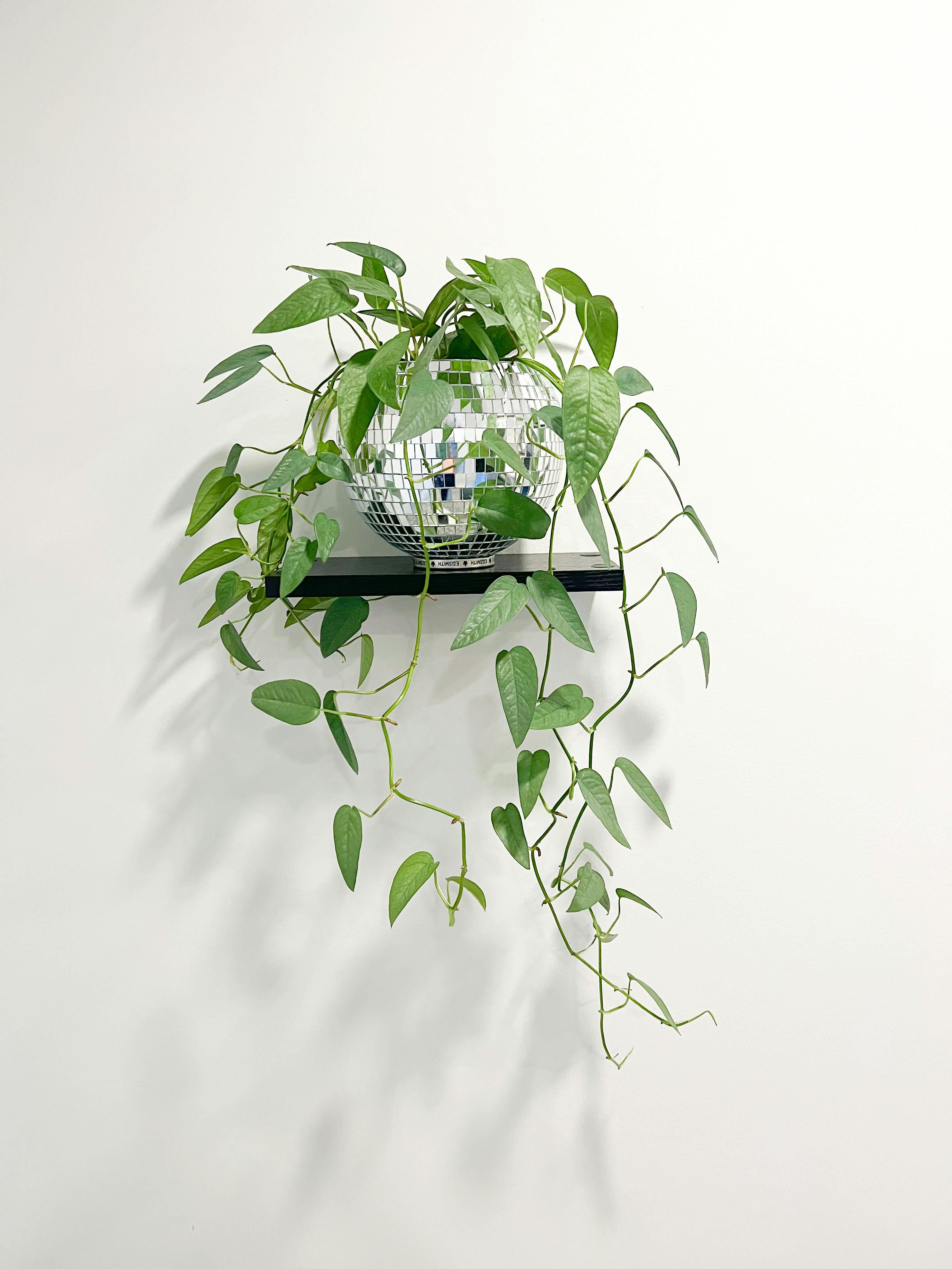 Pothos Photos, Download The BEST Free Pothos Stock Photos & HD Images