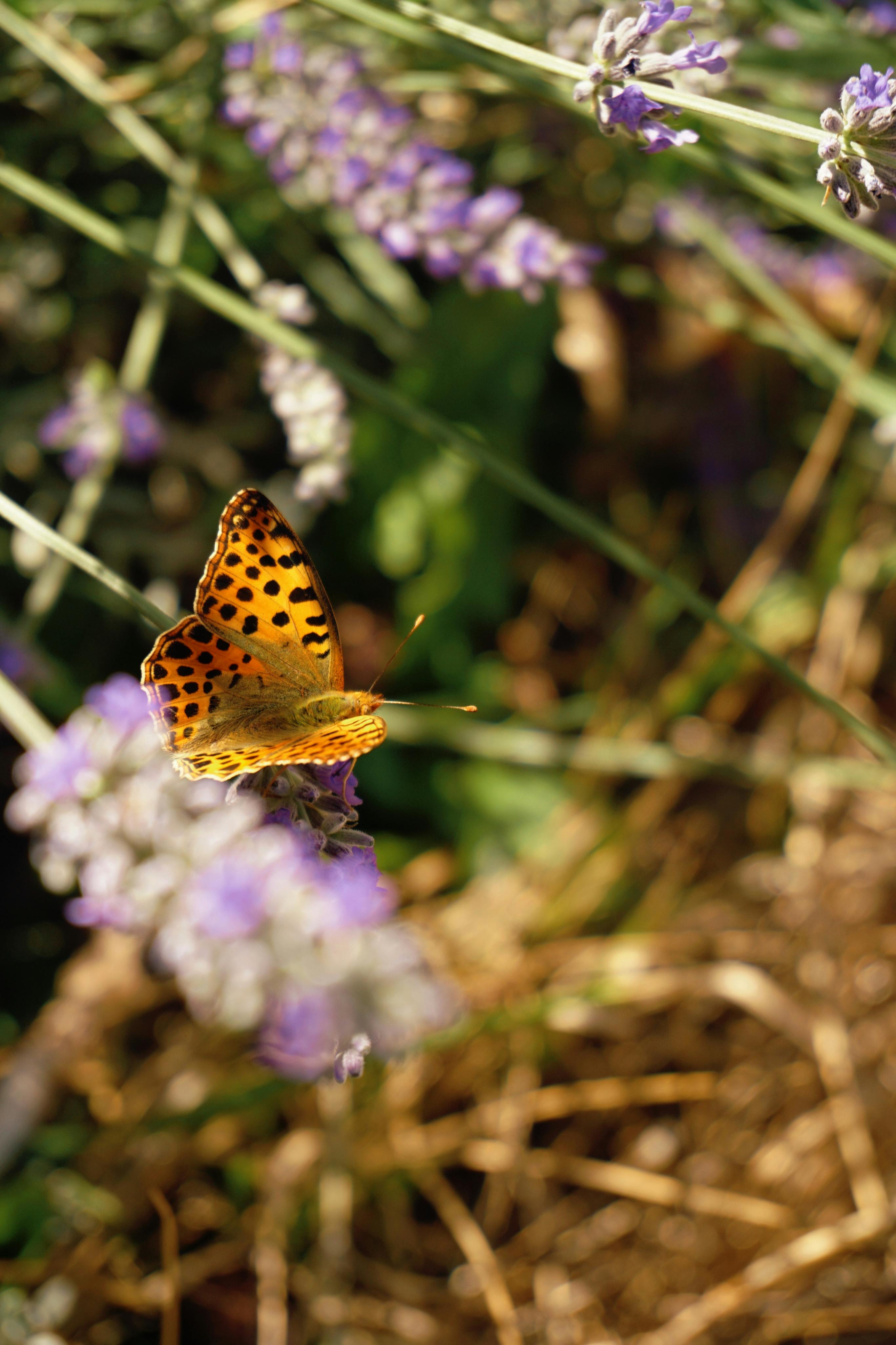 Butterfly Line Photos, Download The BEST Free Butterfly Line Stock ...