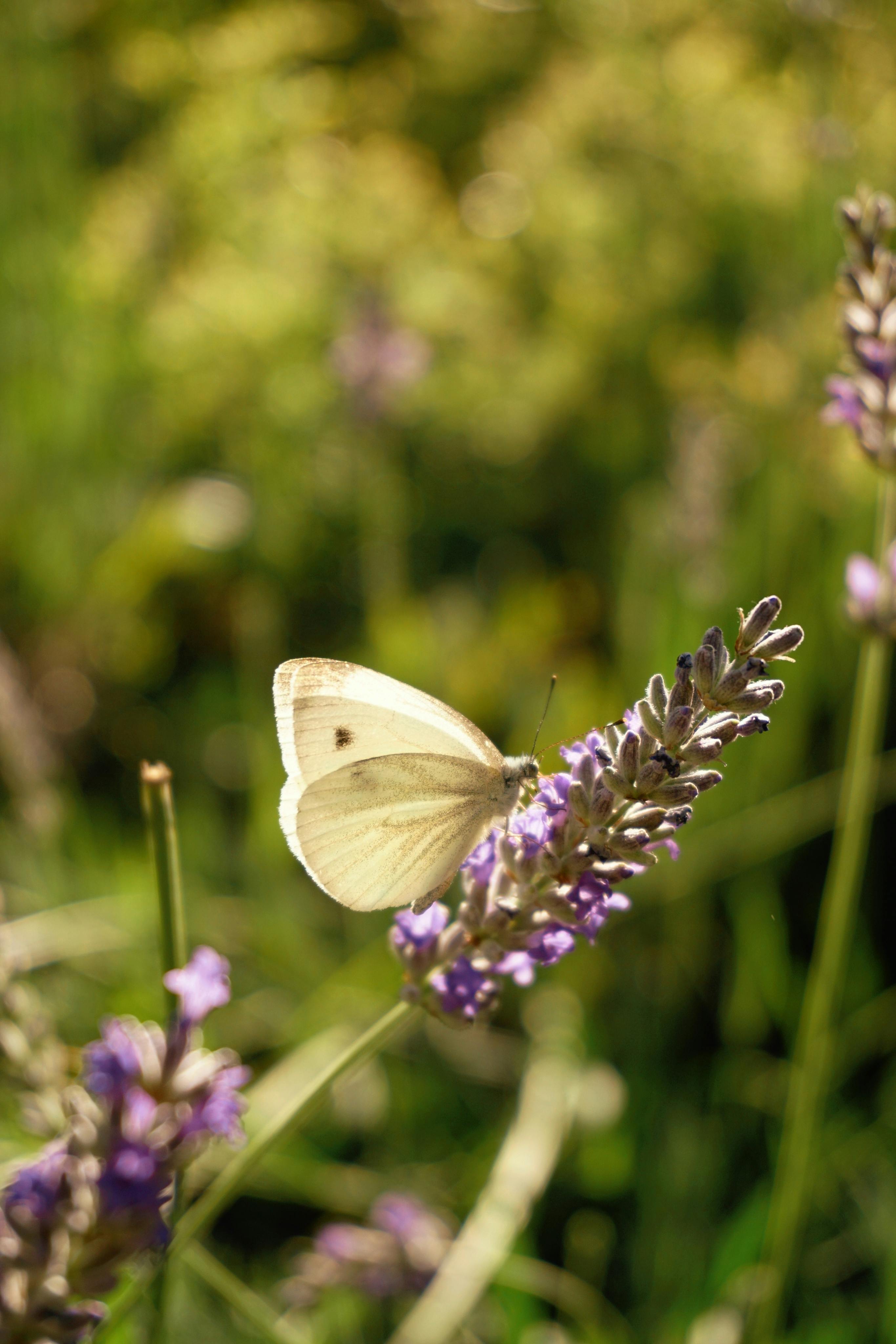 White Butterfly Photos, Download The BEST Free White Butterfly Stock ...