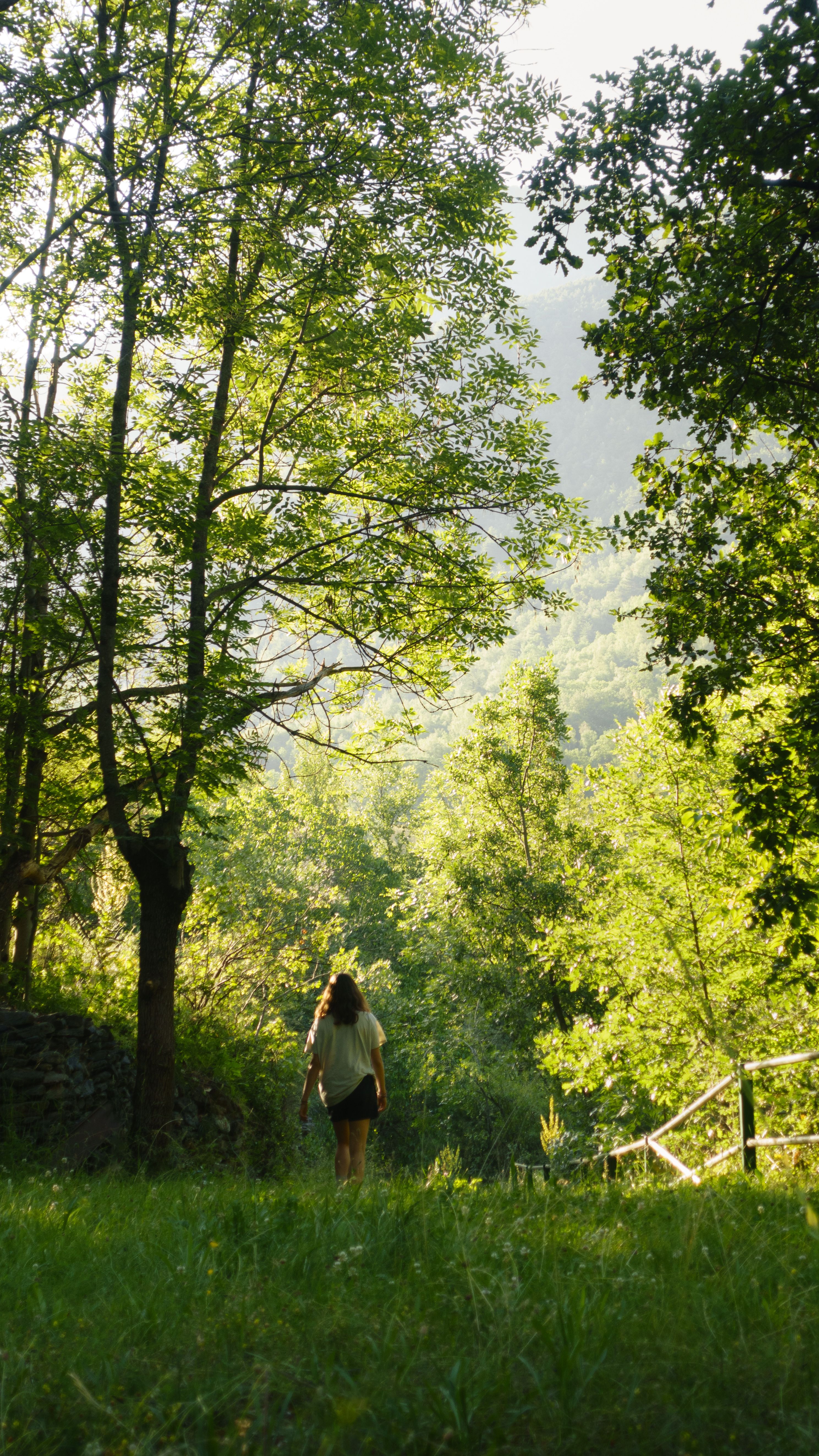 Scenic Forest Walk on a Sunny Day · Free Stock Photo