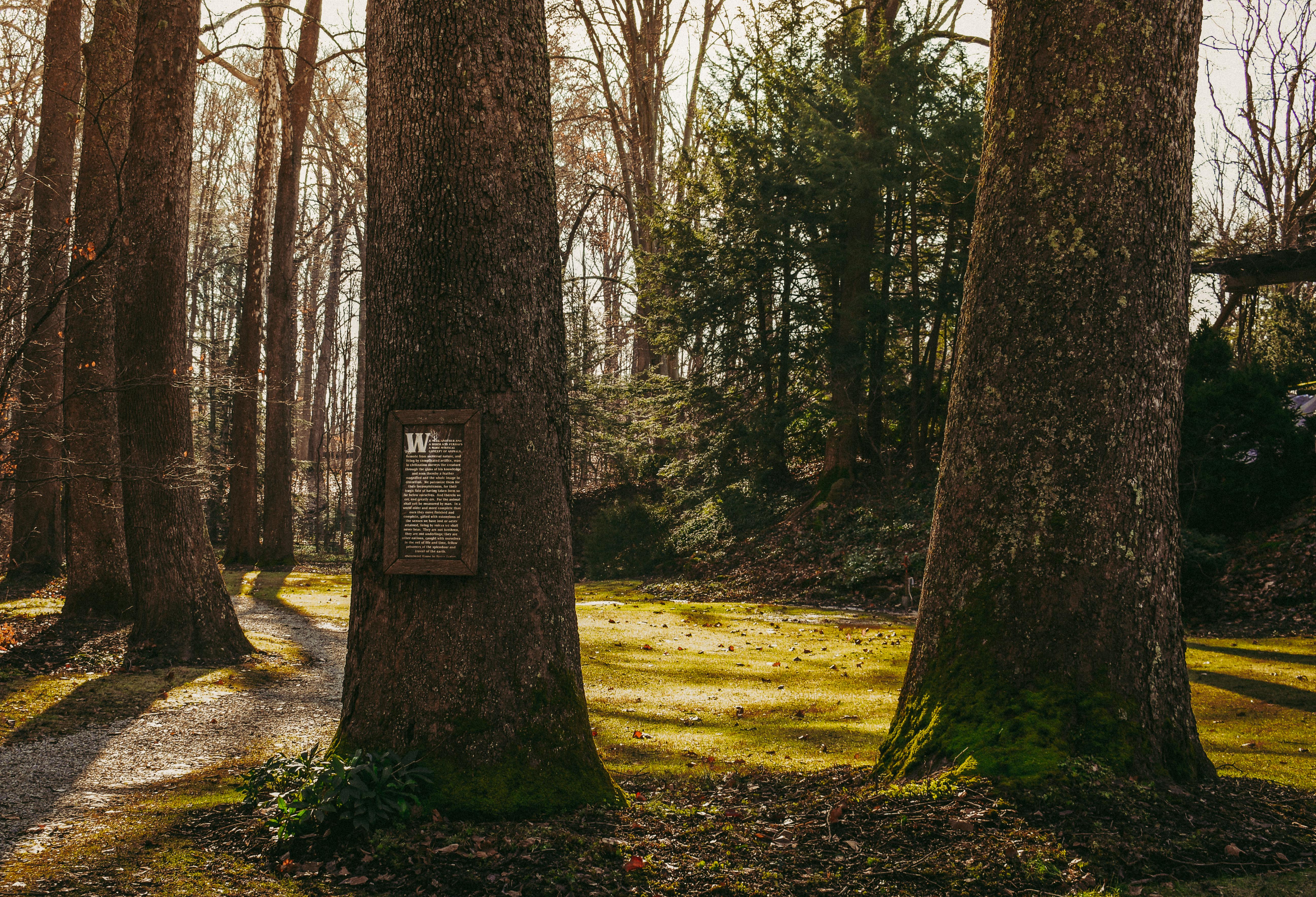 Green Trees on Road · Free Stock Photo
