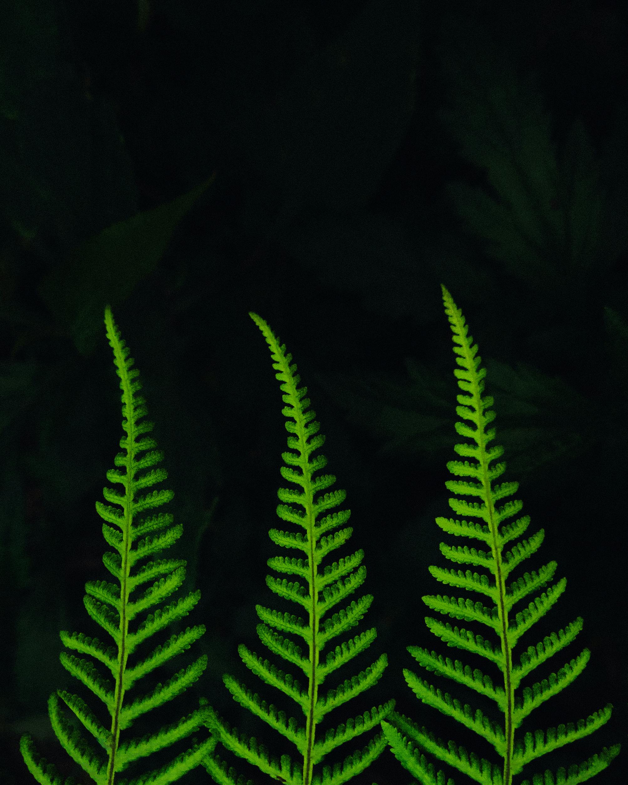 Green Fern Leaves · Free Stock Photo