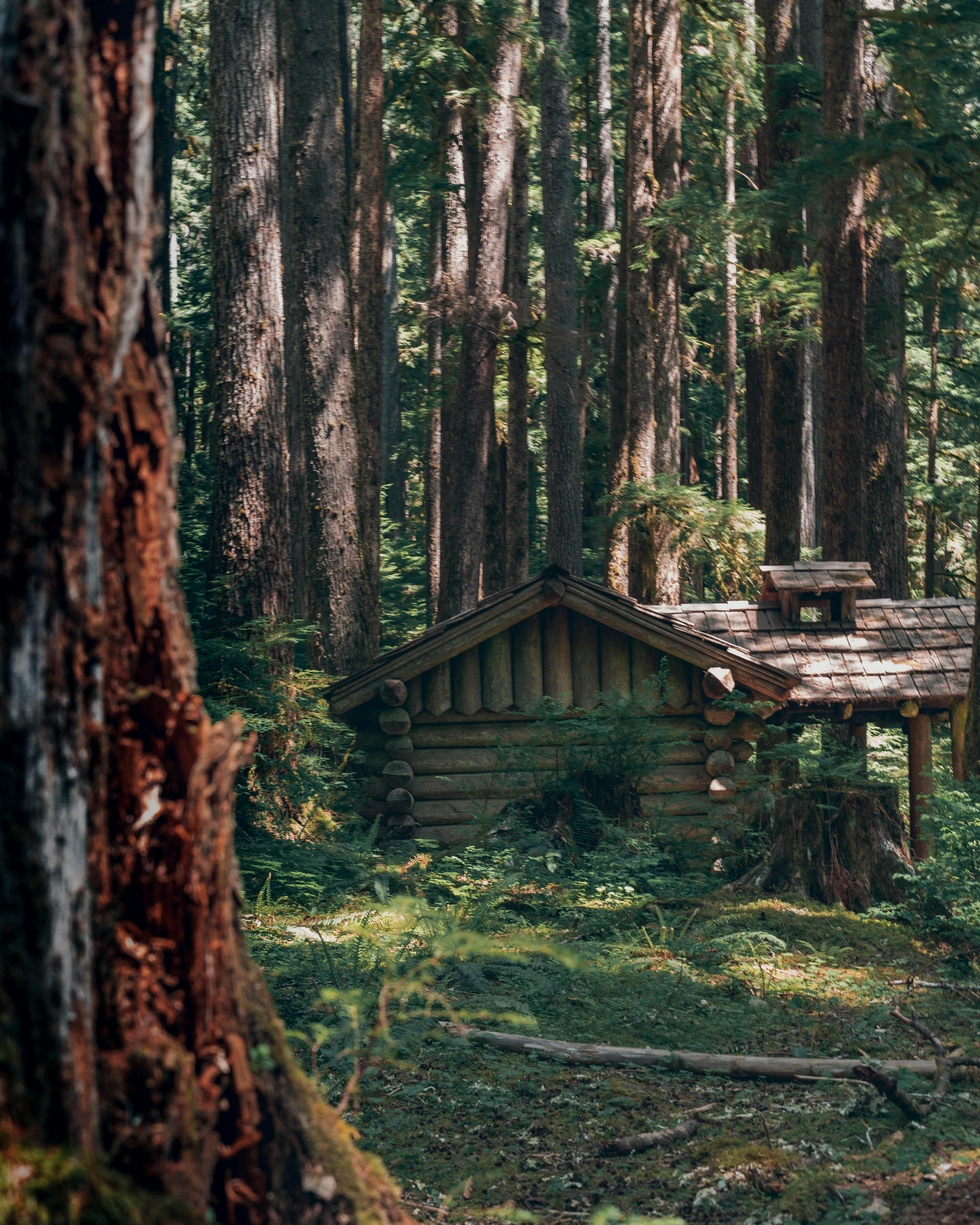 Wooden building in the forest · Free Stock Photo