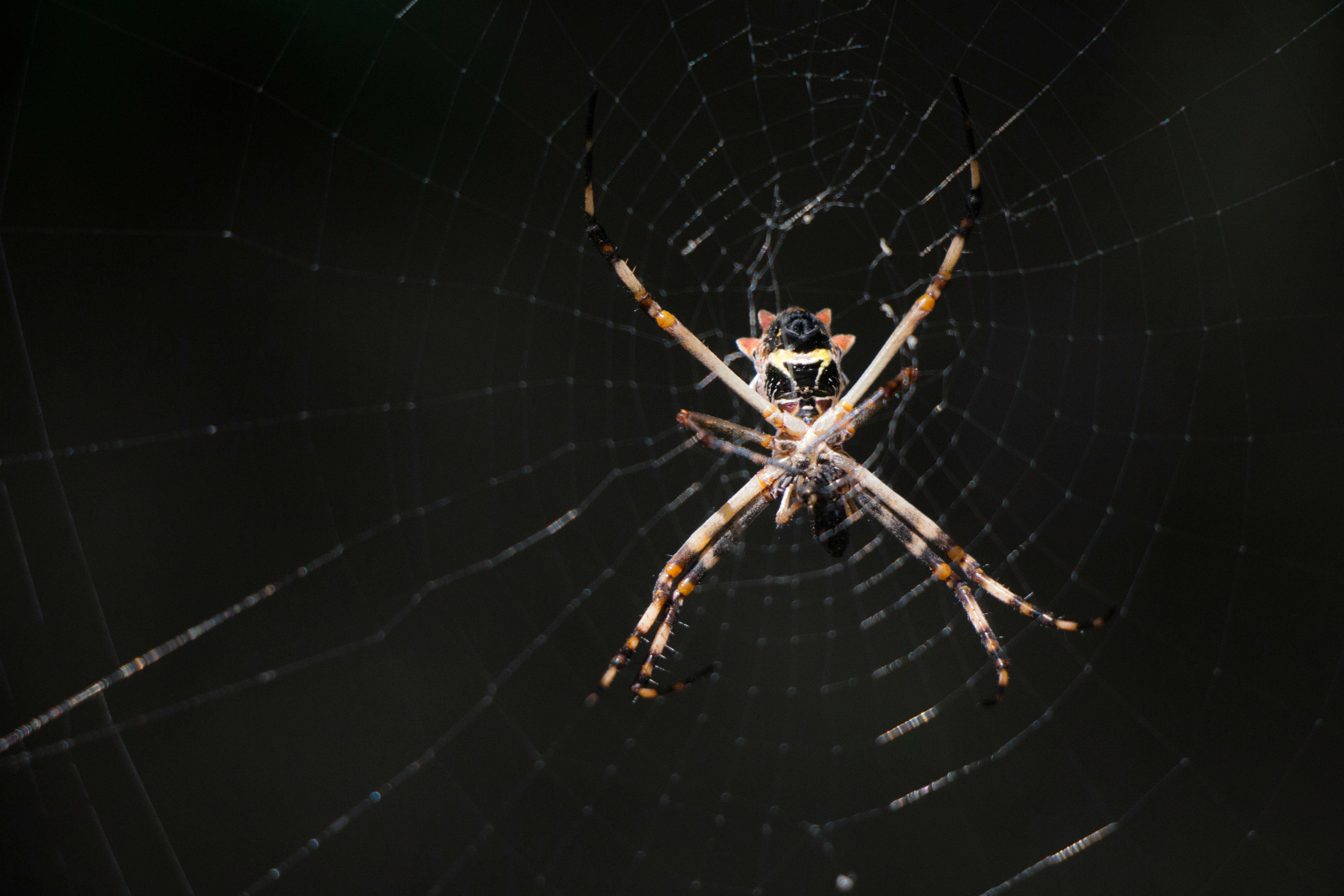 Free stock photo of cobwebs, dark, spider