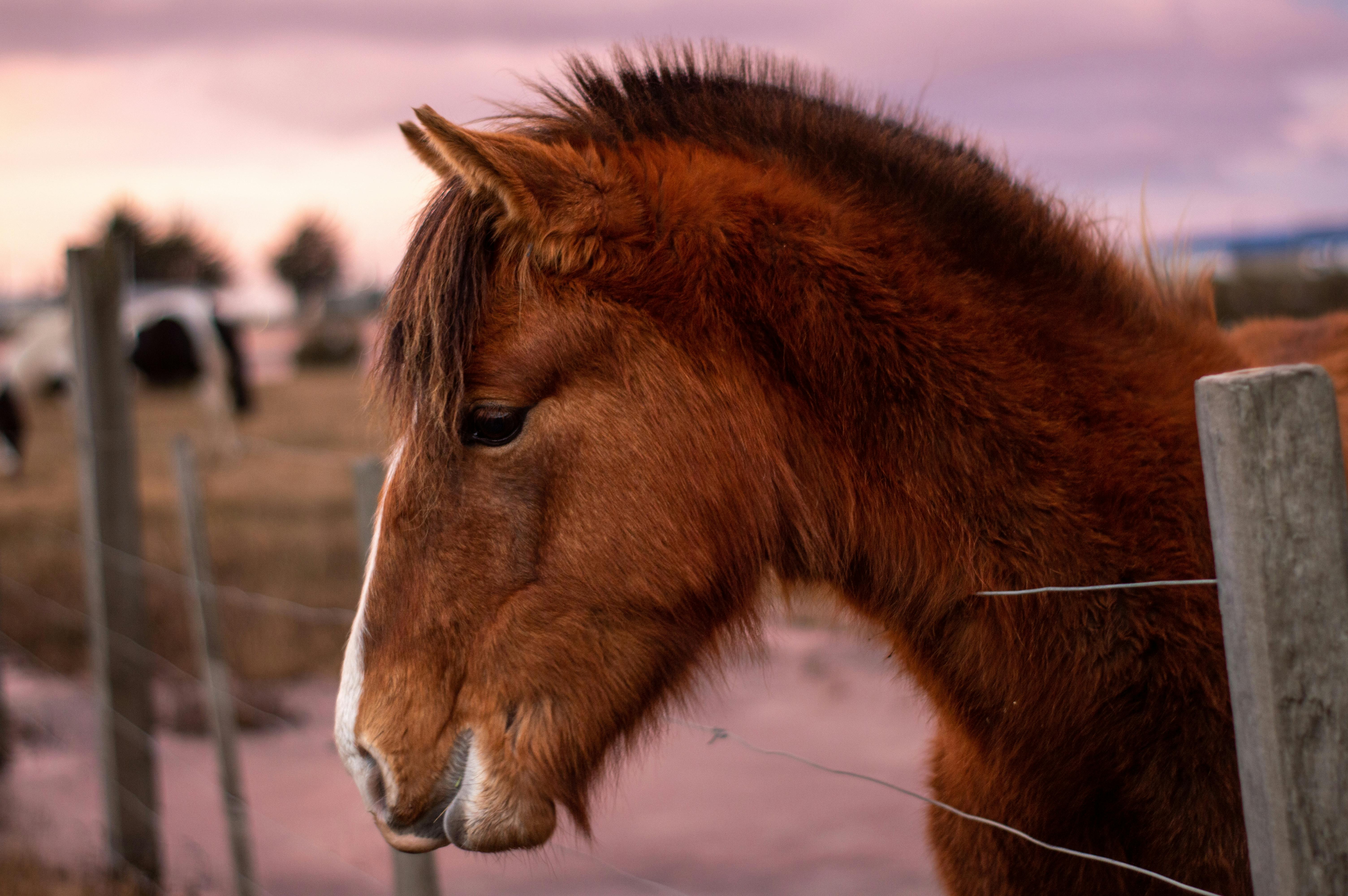 Close-up Photo of Brown Horse · Free Stock Photo