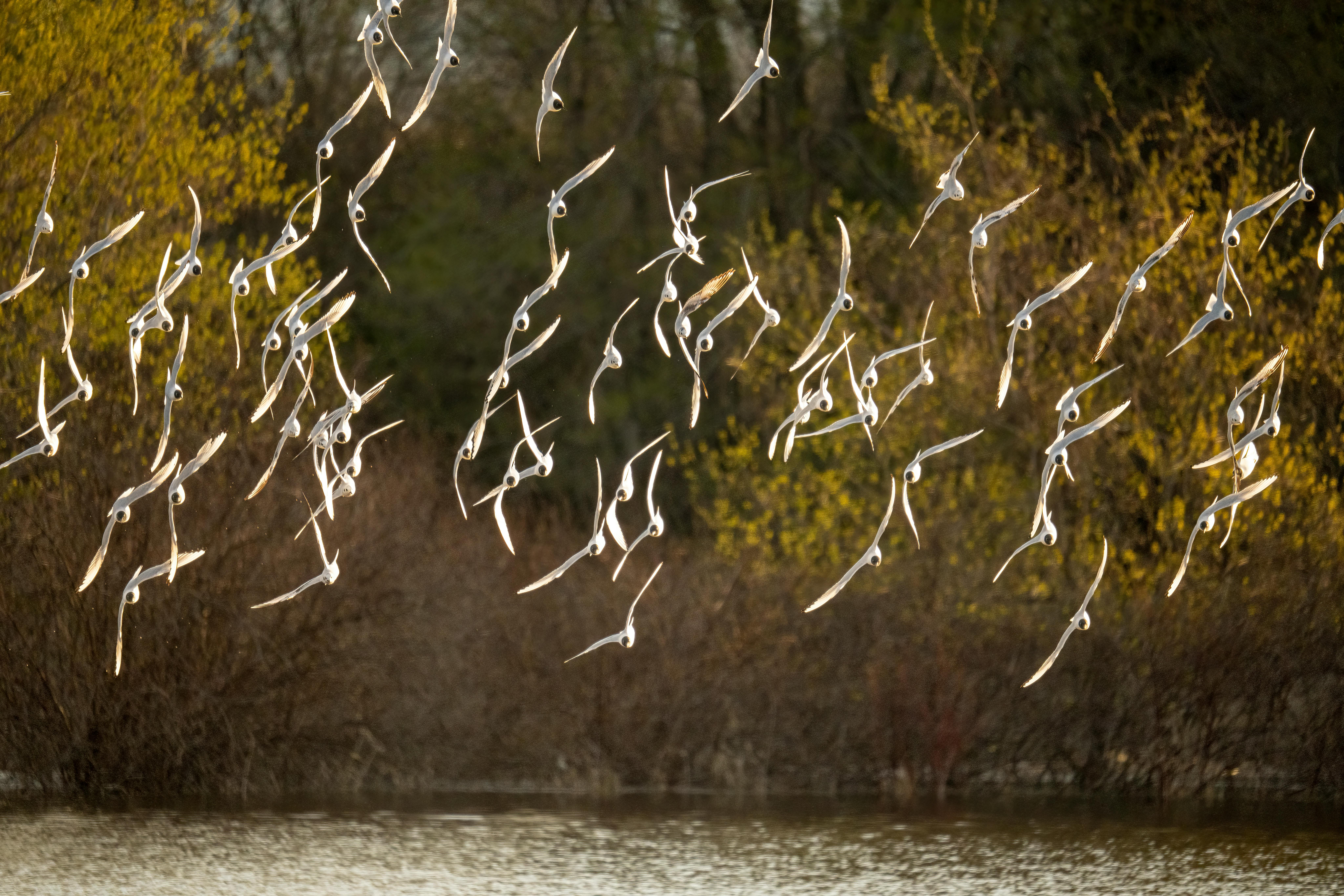 Birds Flying over Water · Free Stock Photo