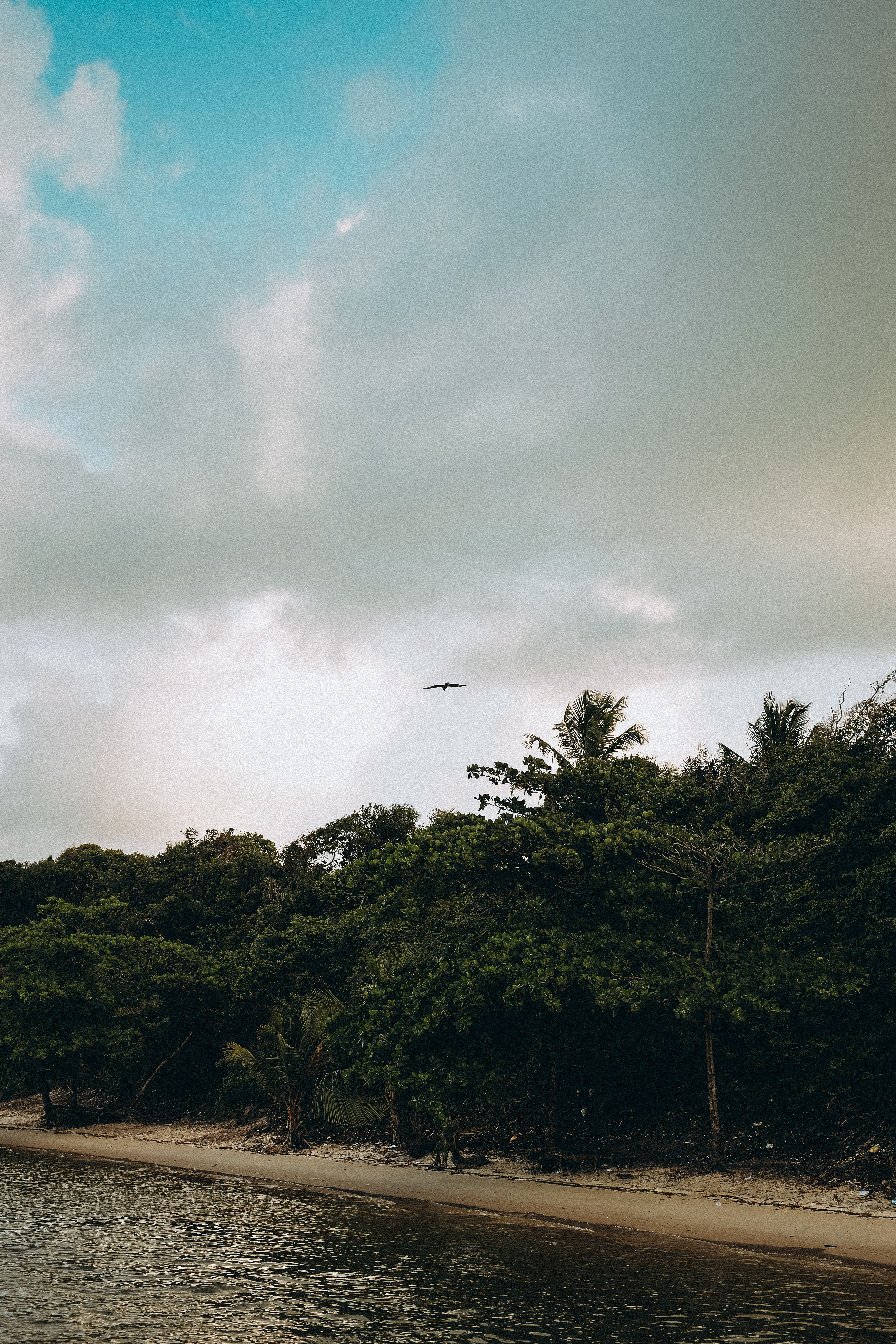 Forest at Sandy Beach · Free Stock Photo