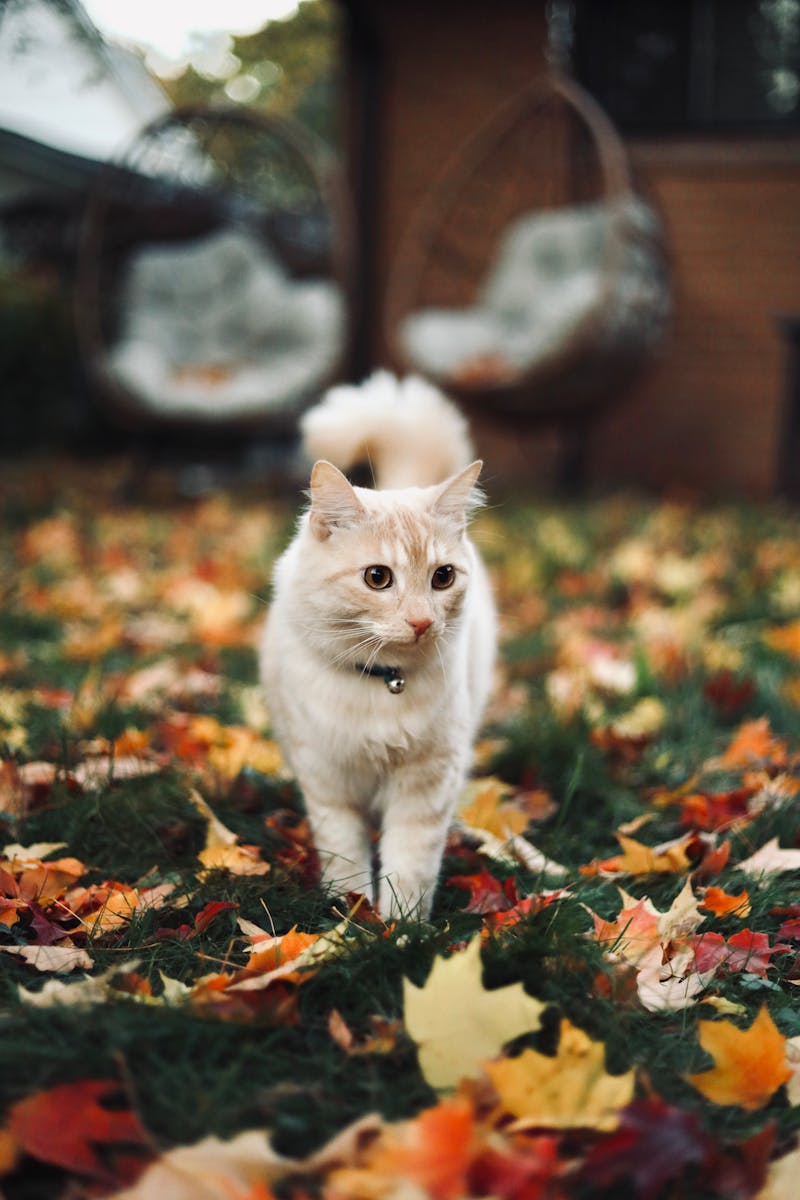 Cat Autumn Wallpaper Photos, Download The BEST Free Cat Autumn ...