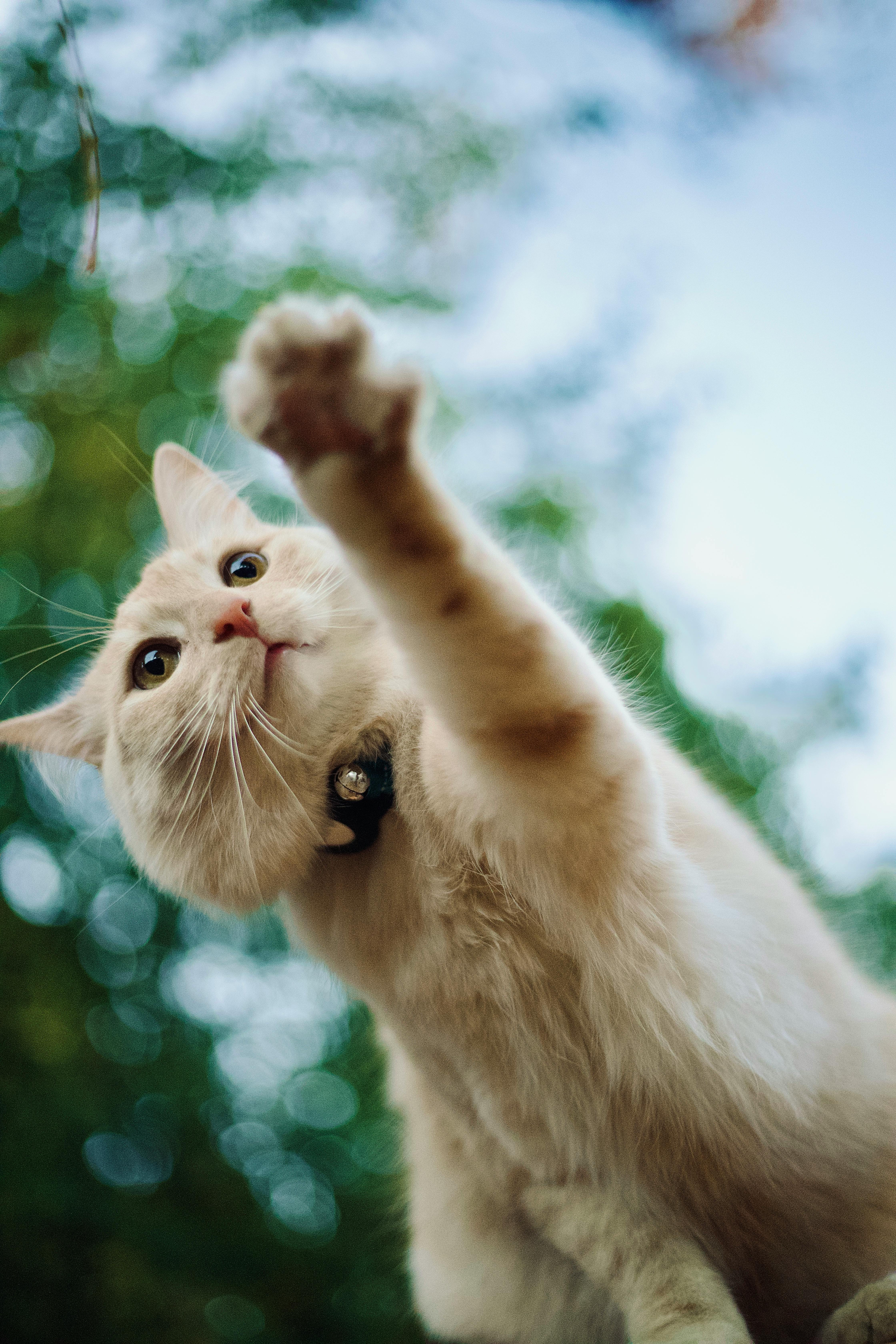 Cat Movements Photos, Download The BEST Free Cat Movements Stock Photos ...