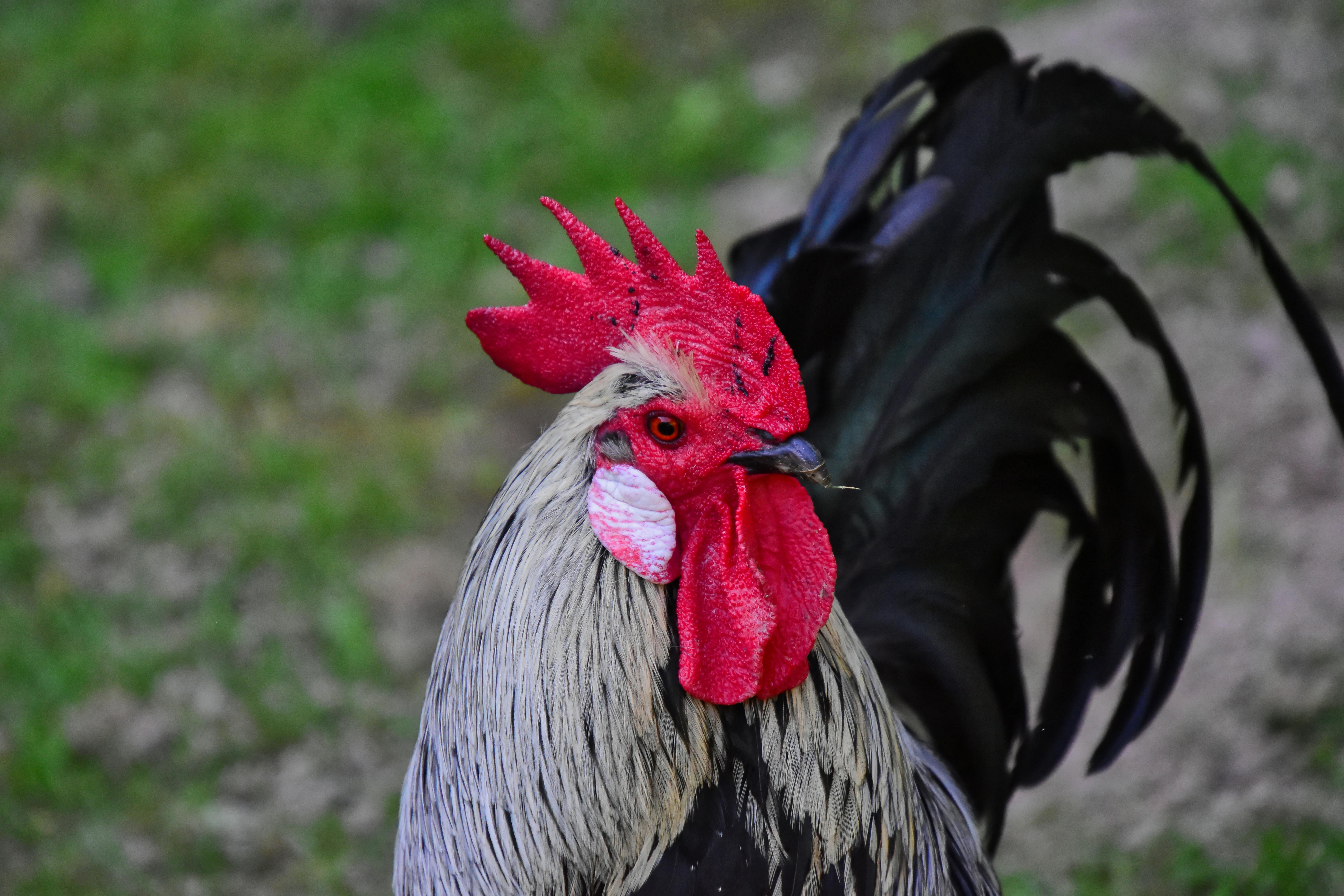 Photo of a Rooster · Free Stock Photo